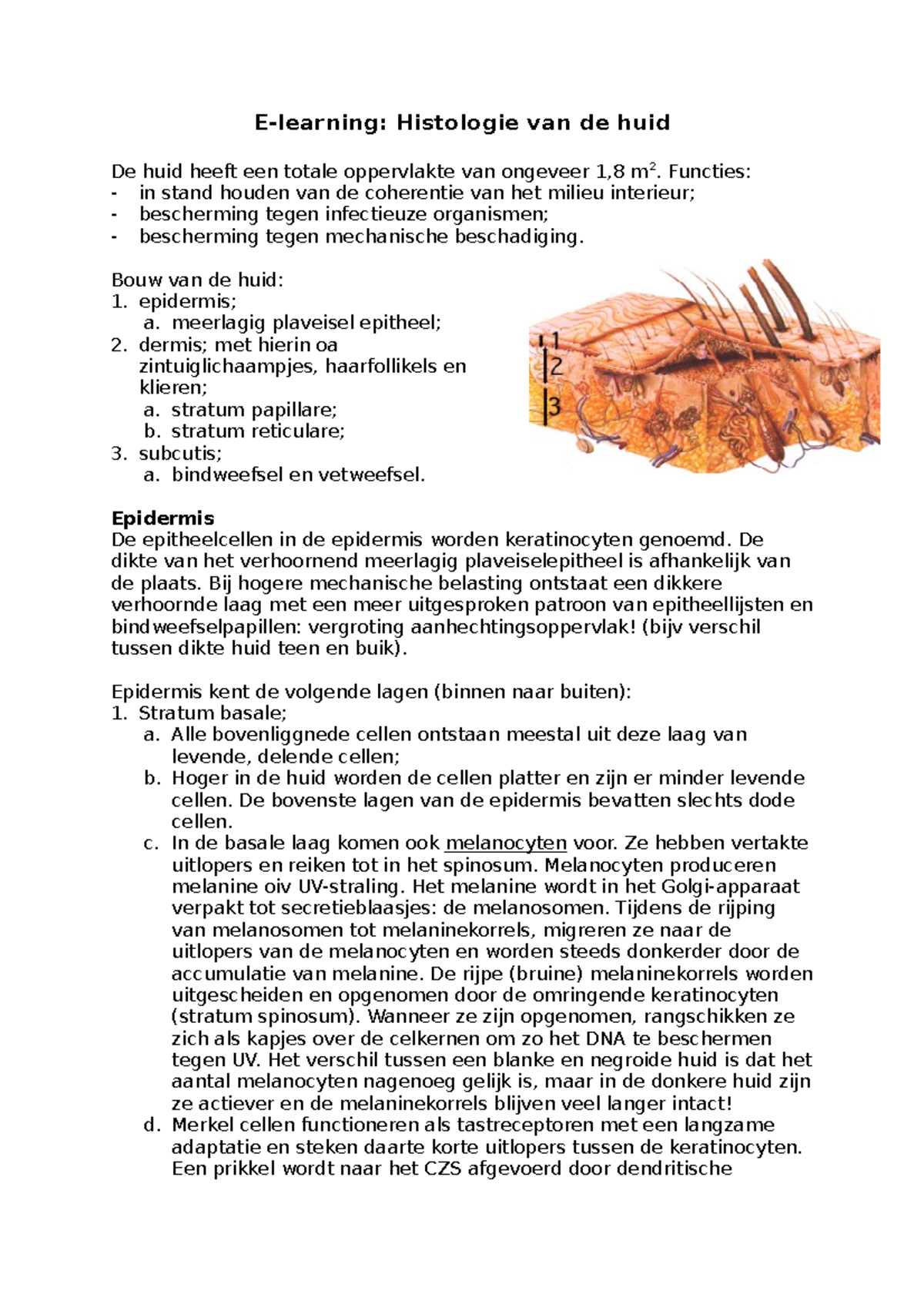 E-learning Histologie van de huid - Functies: in stand houden van de ...