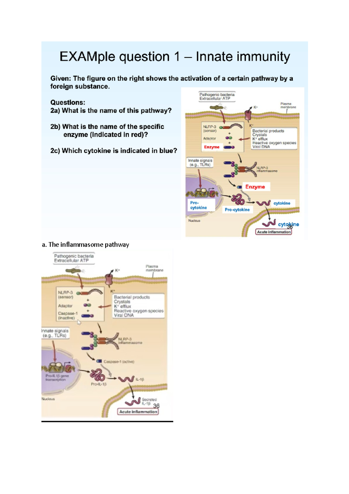 Innate immunity example questions - Threats and Defence Mechanisms ...