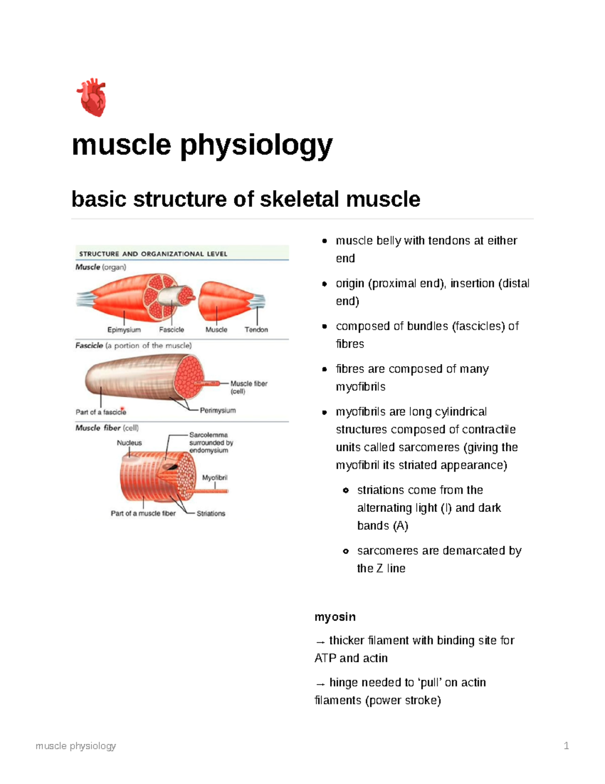 Muscle physiology notes - 🫀 muscle physiology basic structure of ...