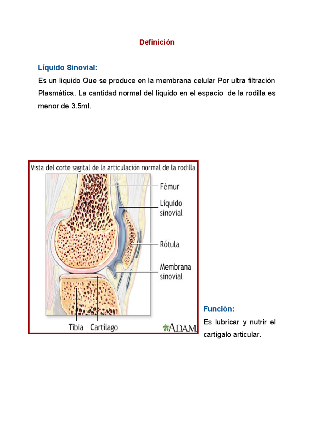Líquido sinovial - Resumen Lab Fluidos Biológicos - Definición Líquido ...