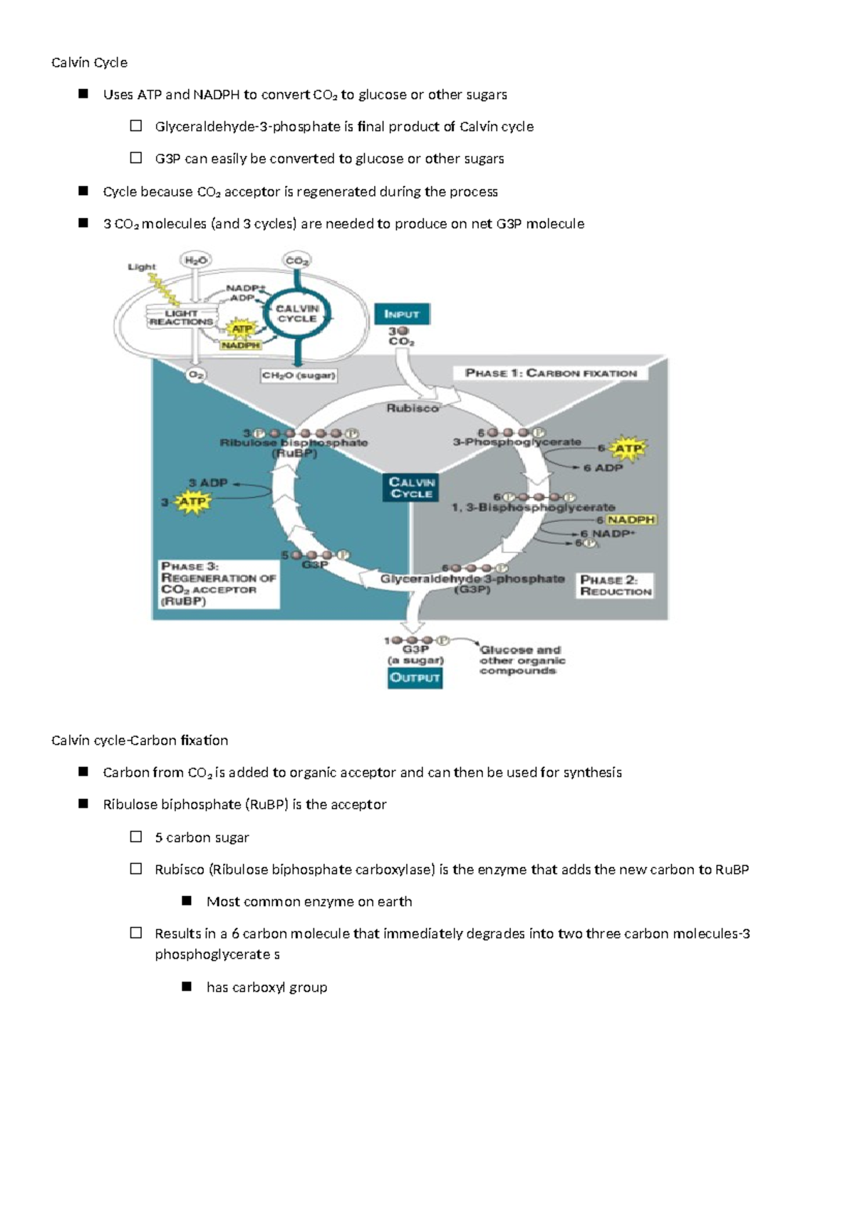 Calvin Cycle - This is a self-made notes. - Calvin Cycle Uses ATP and ...