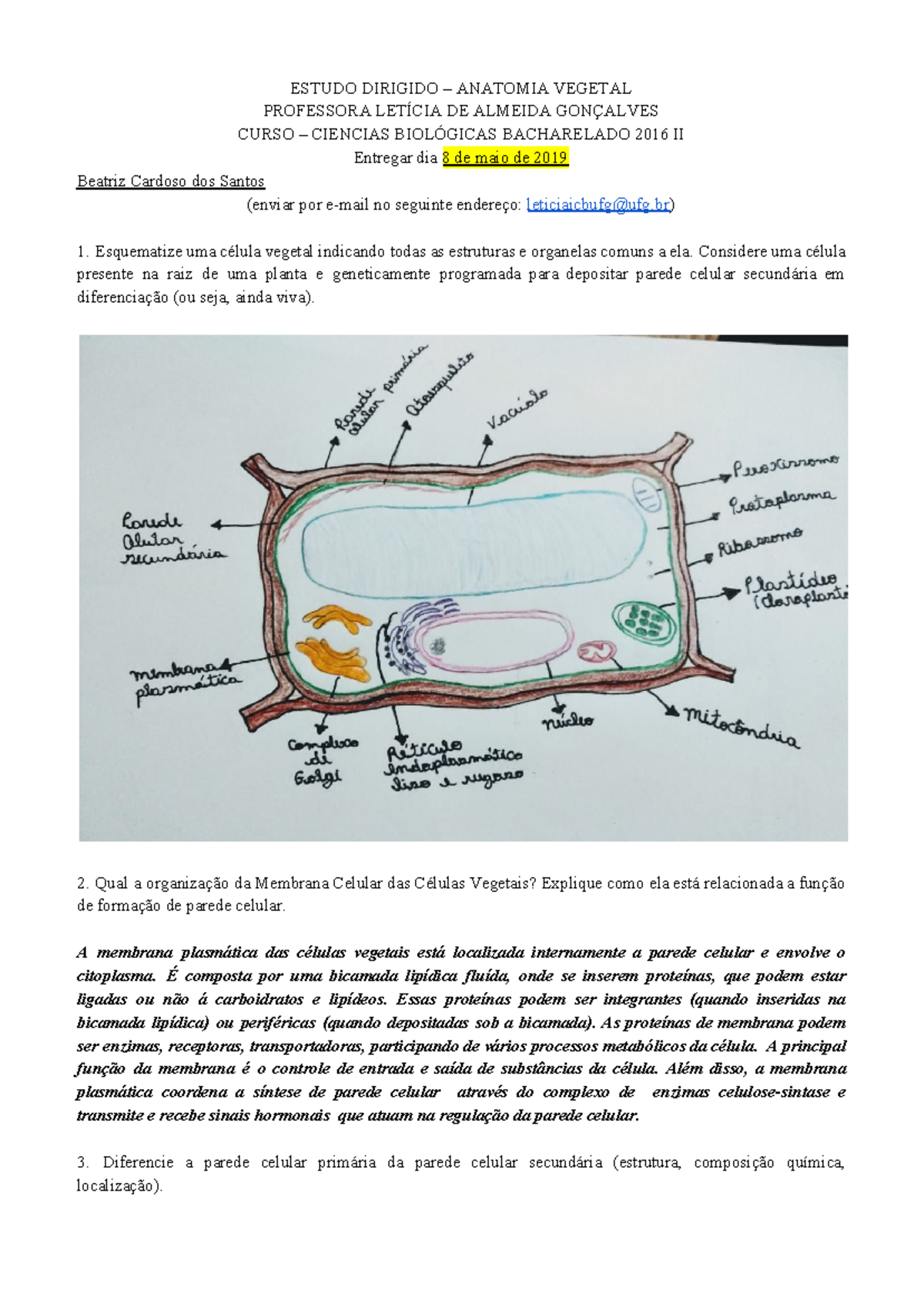 Estudo dirigido anatomia vegetal tecidos - ESTUDO DIRIGIDO ANATOMIA ...