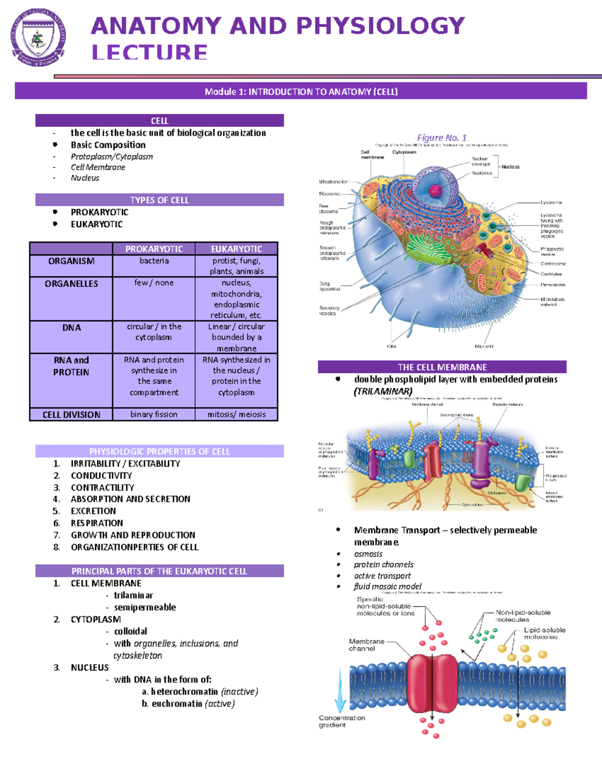 Anaphy CELL LEC - CELL - the cell is the basic unit of biological ...