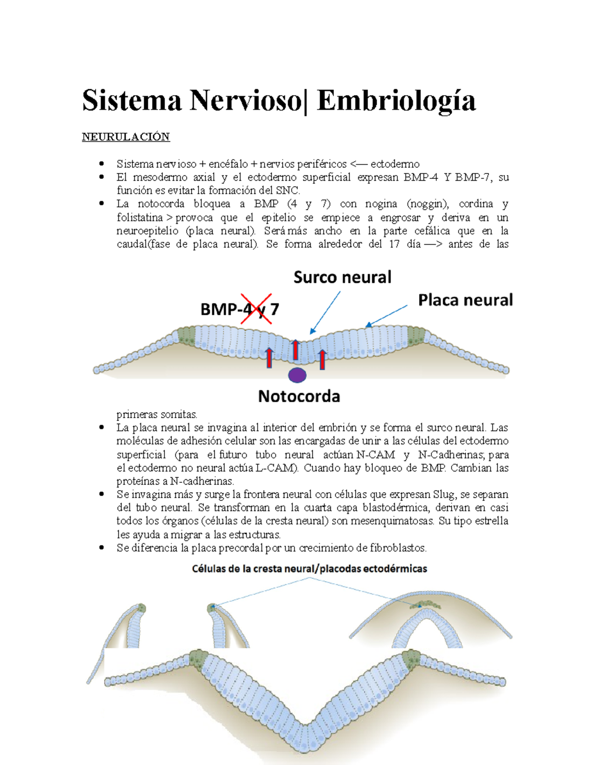 SN - Embriología - Sistema Nervioso| Embriología NEURULACIÓN Sistema ...