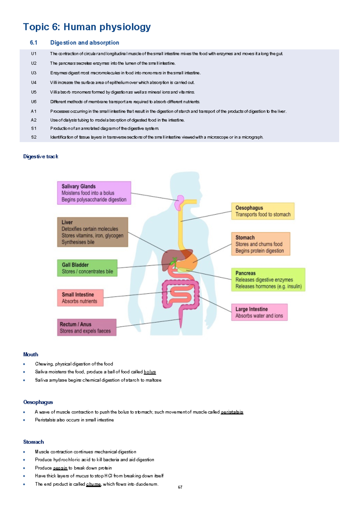 Topic 6 Human Physiology HL International Baccalaureate - Topic 6 ...