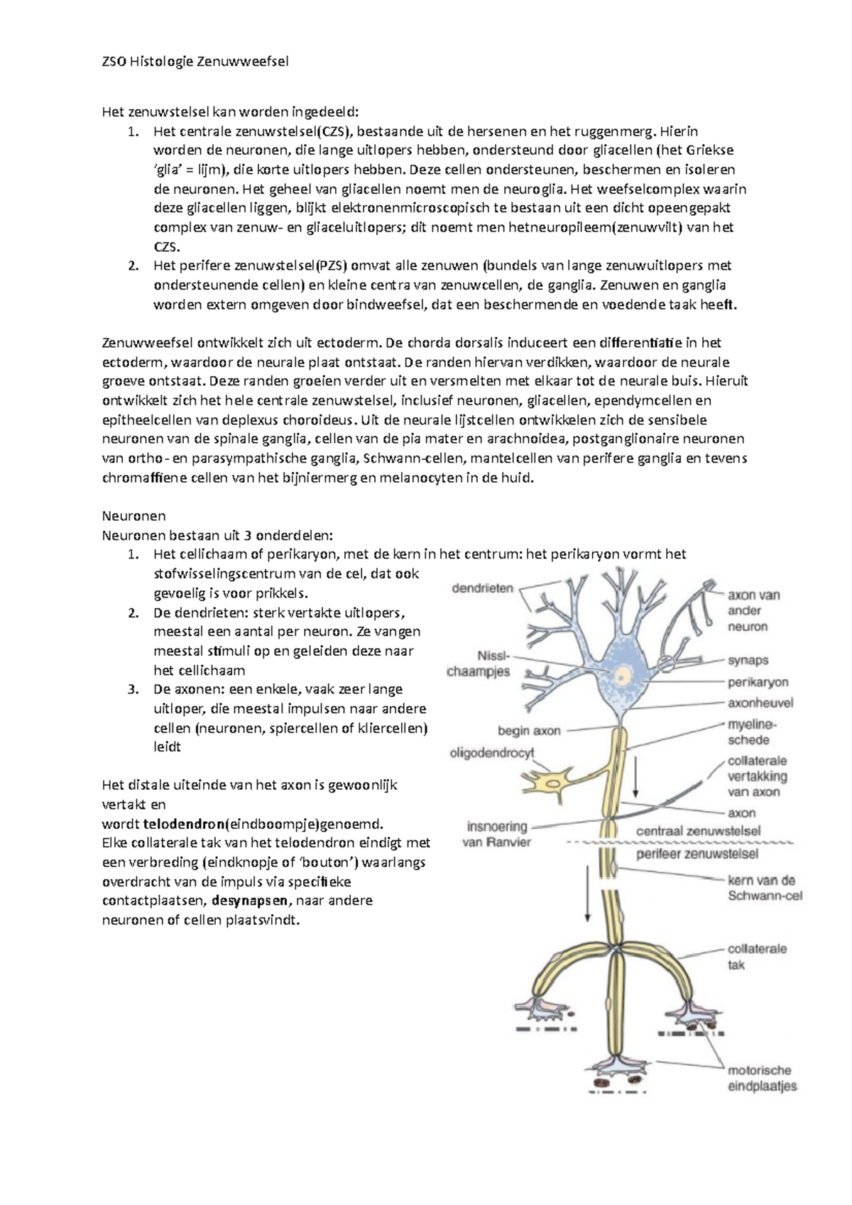 ZSO practicum histologie zenuwweefsel - ZSO Histologie Zenuwweefsel Het ...