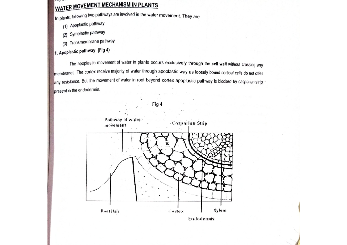 Water movement mechanism in plants - Crop physiology - Studocu