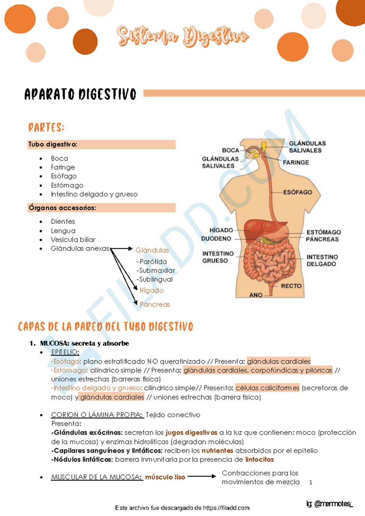 Sistema Digestivo resumen pdf - Biología - Studocu