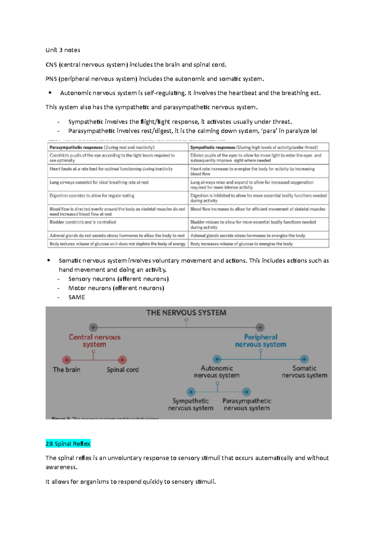 Unit 3 notes exam - Unit 3 notes CNS (central nervous system) includes ...