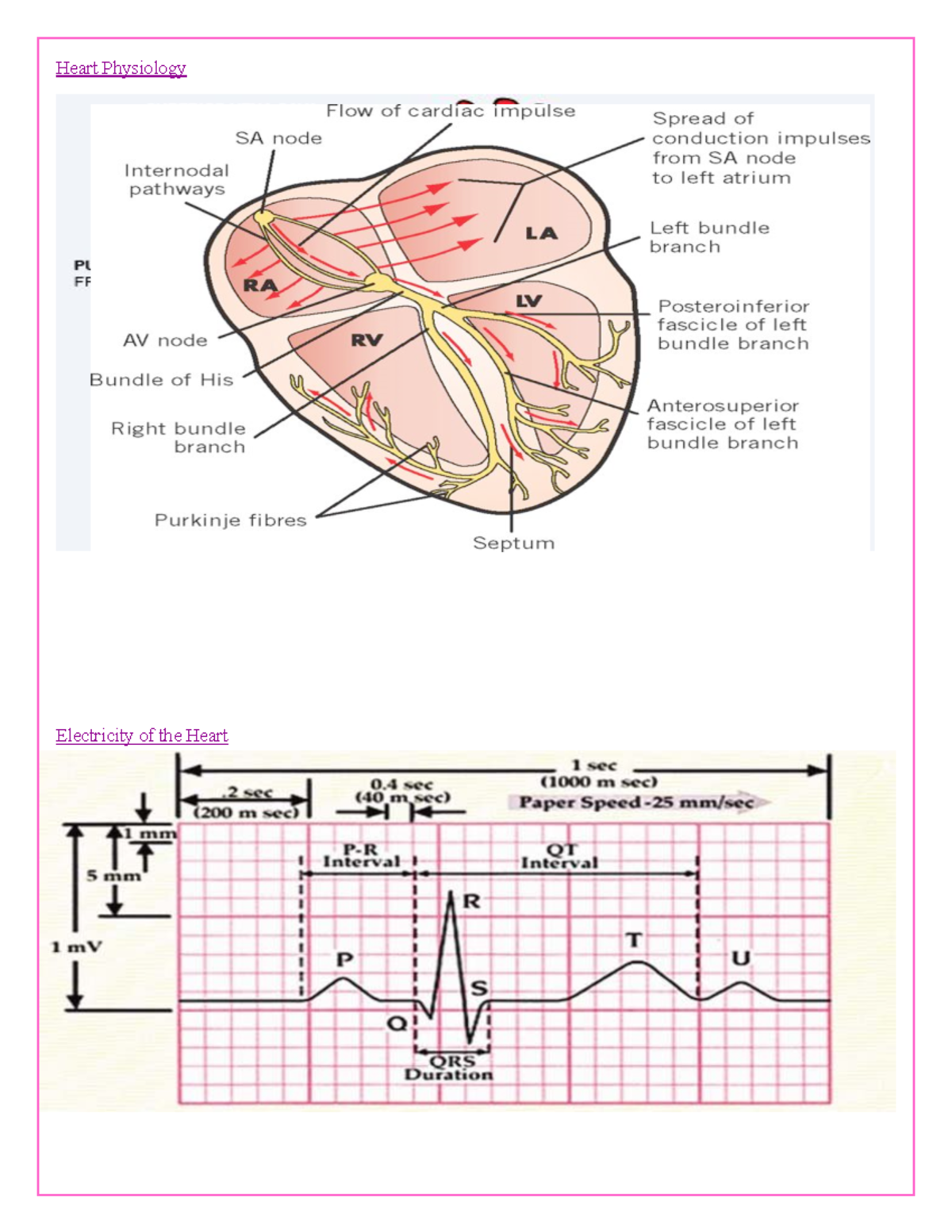 Cardiovascular-Review - Heart Physiology Electricity of the Heart ...