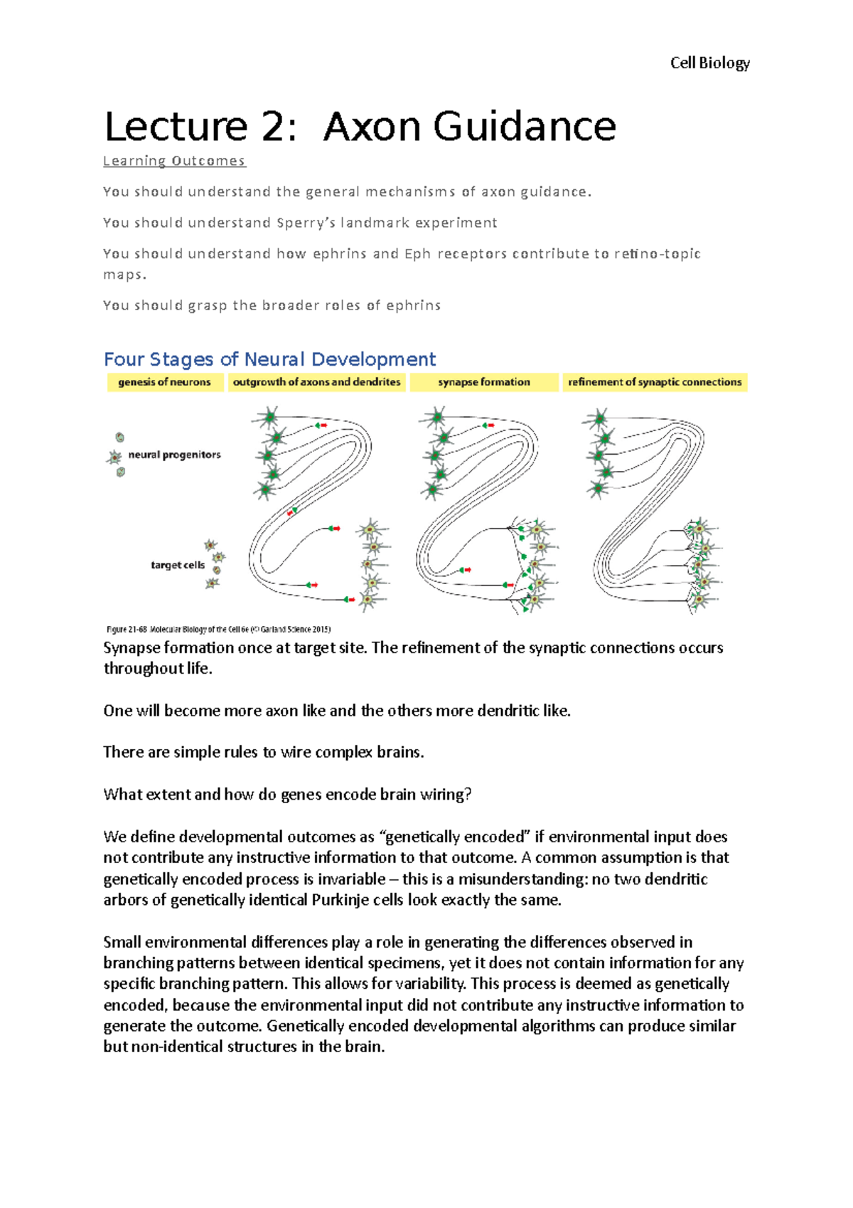 Axon Guidance - Full Lecture and Revision Notes - Cell Biology Lecture ...