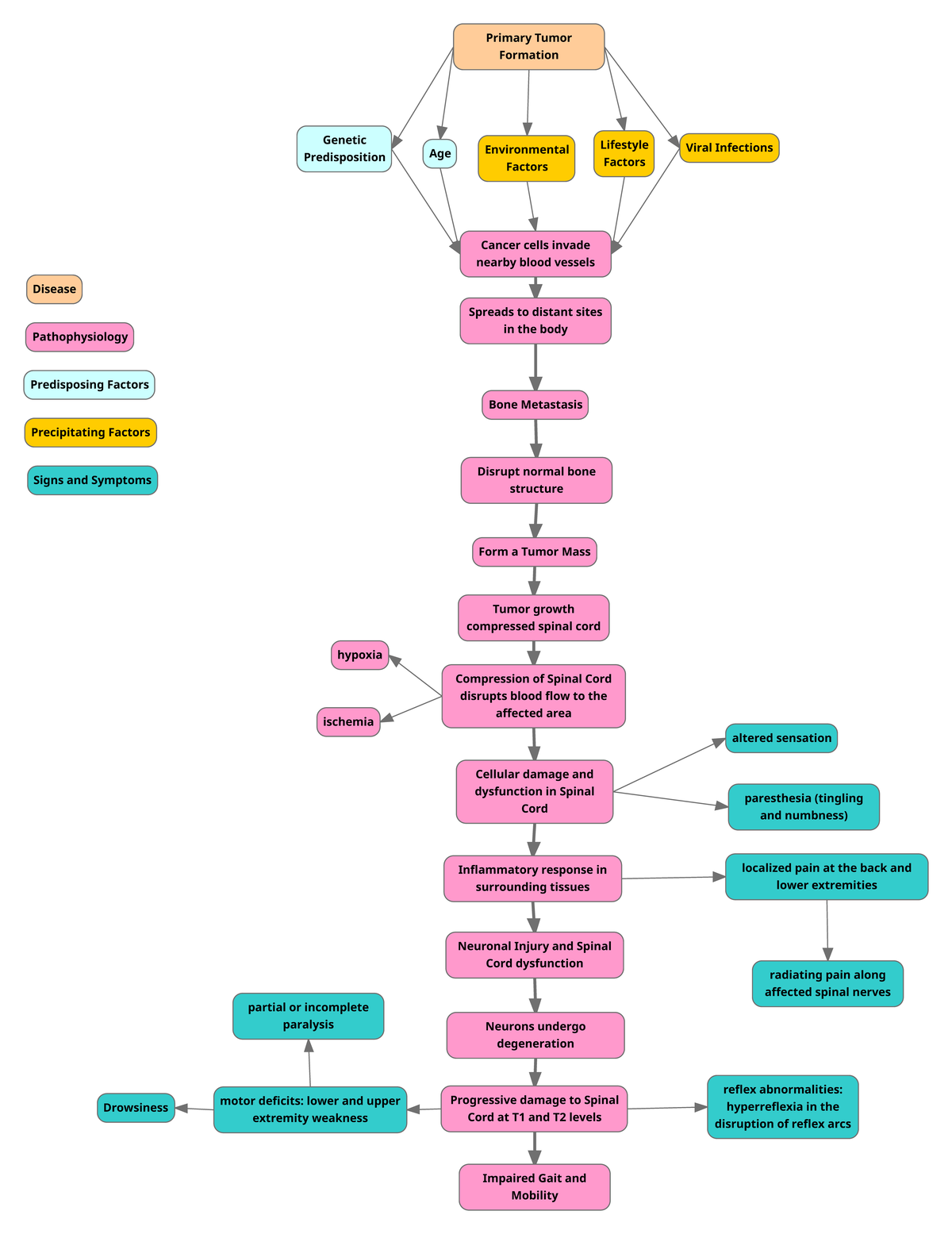 Pathophysiology of Brain Tumor - Primary Tumor Formation Cancer cells ...