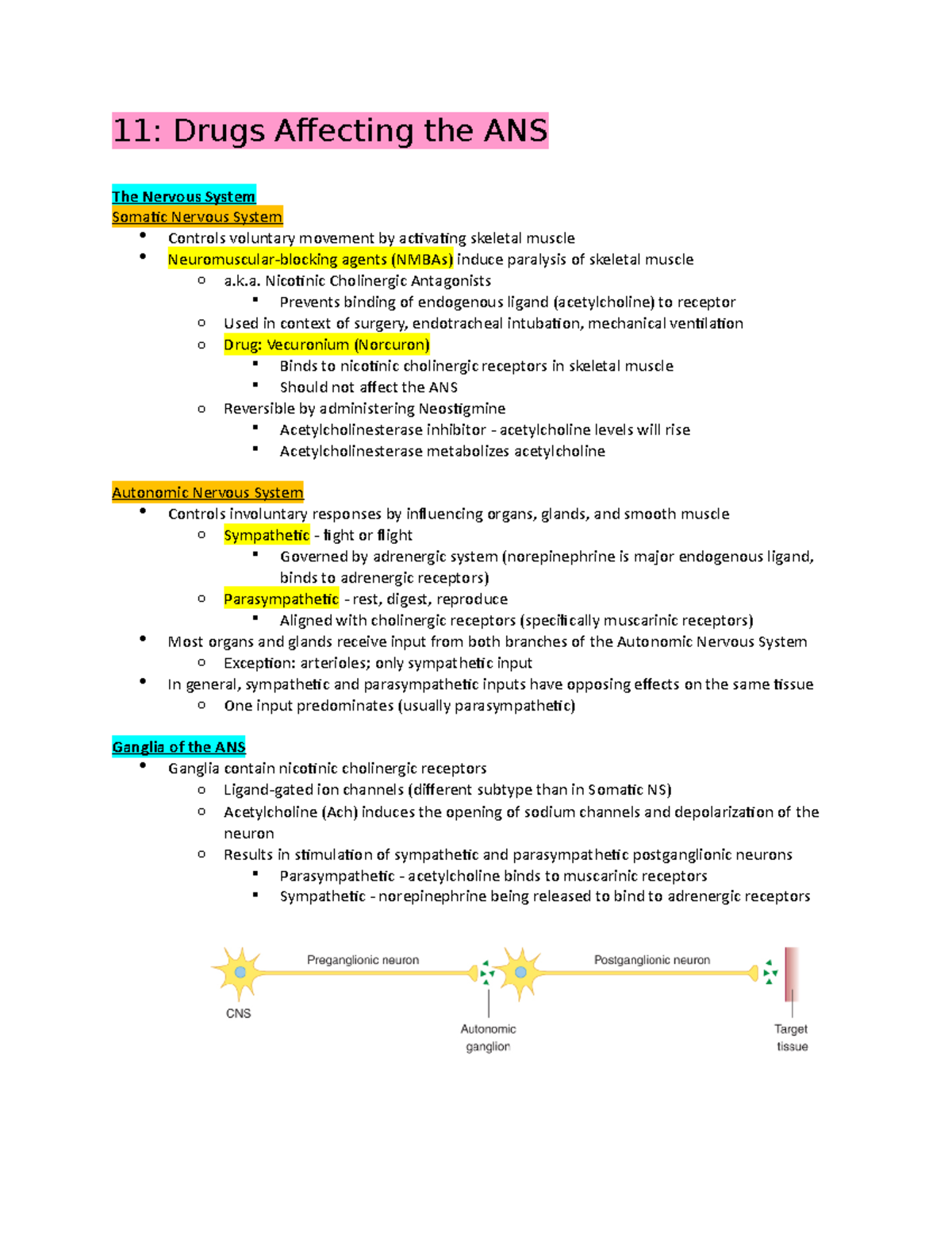 Lecture 11 Notes - 11: Drugs Affecting the ANS The Nervous System ...