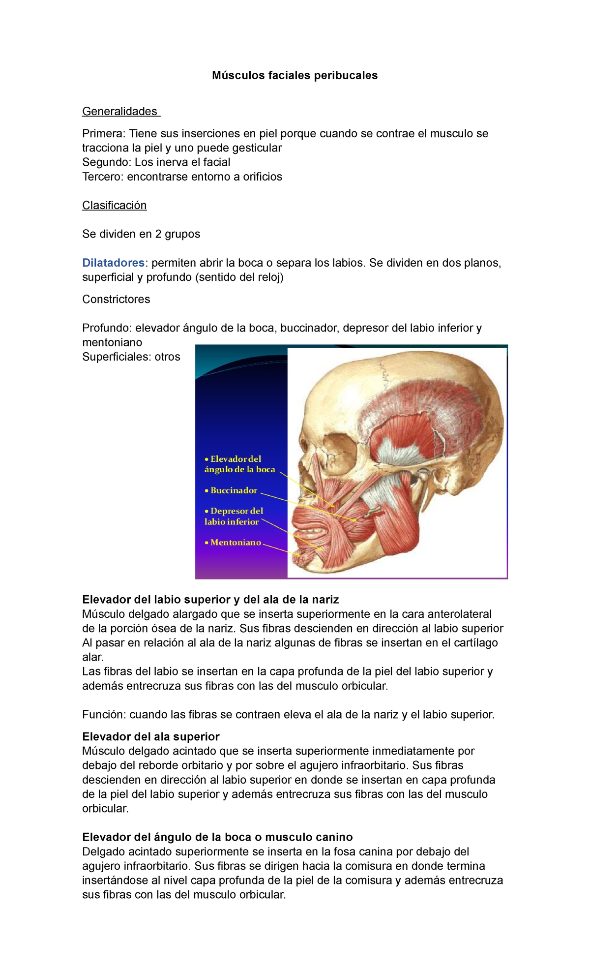 Músculos faciales y peribucales - Músculos faciales peribucales ...