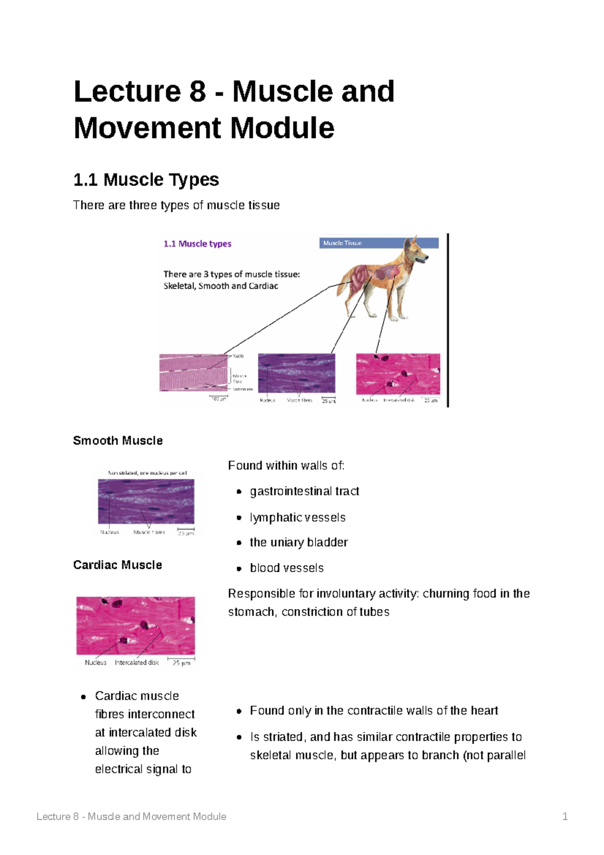 Lecture 8 - Muscle and Movement Module - like skeletal muscle) Uni ...