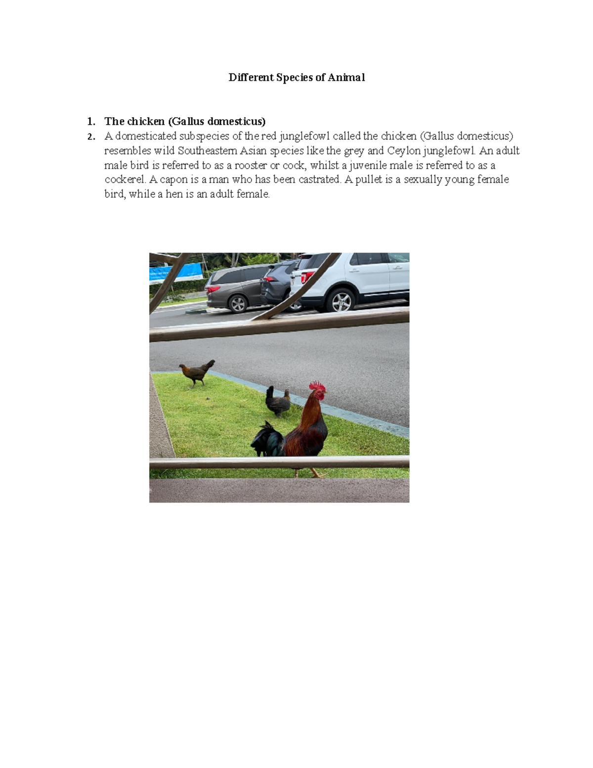 Different Species of Animal (Assignment) - Different Species of Animal ...