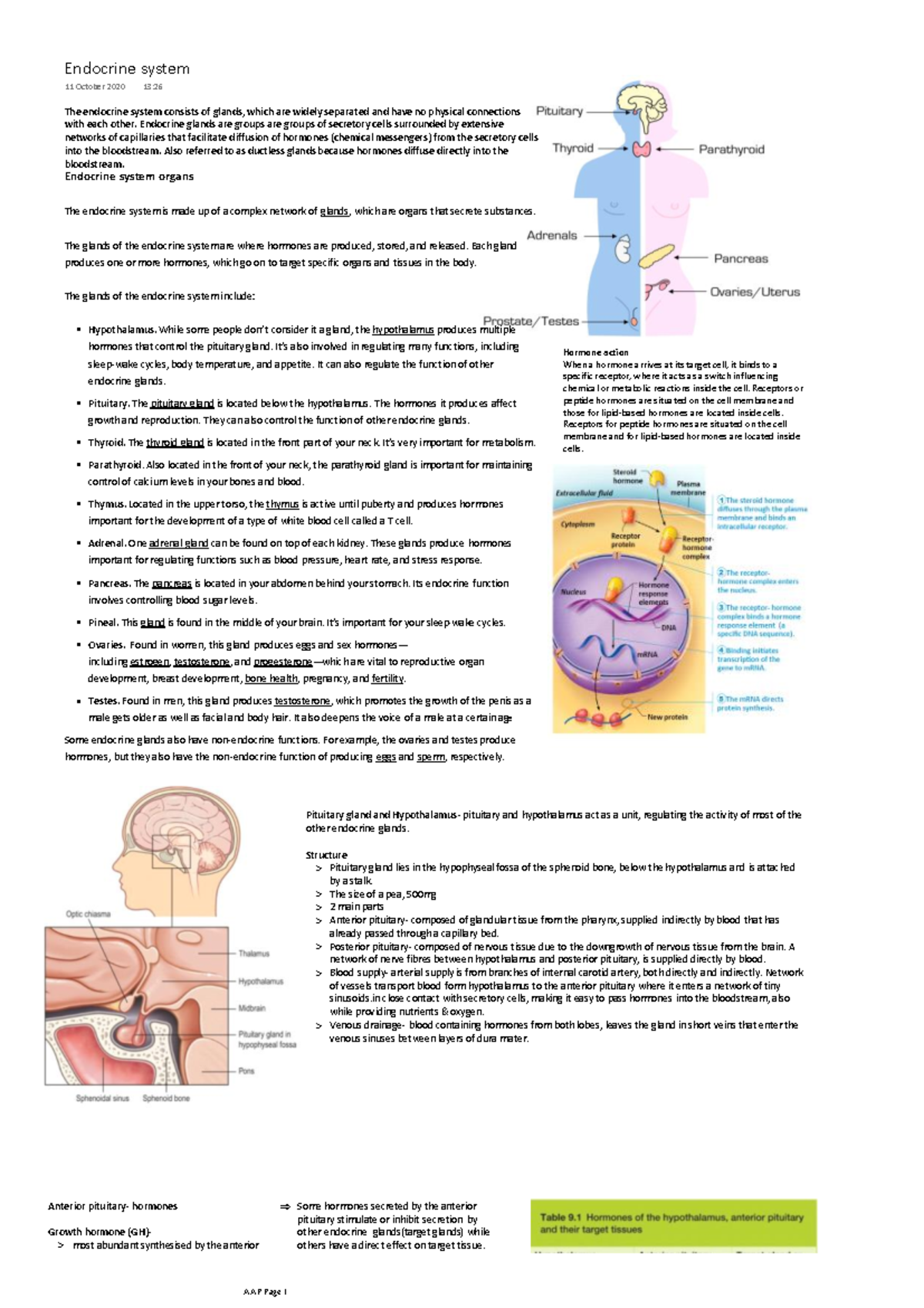 Endocrine system - Endocrine glands are groups are groups of secretory ...