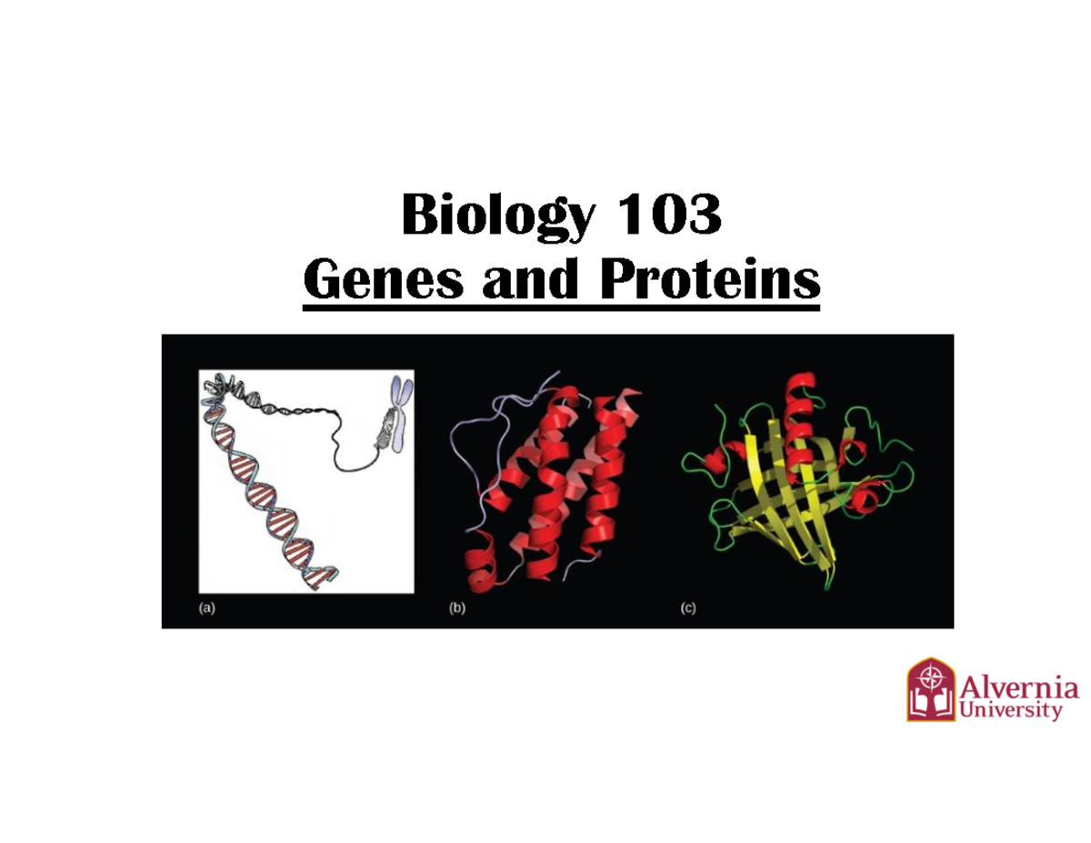 Genes and Proteins - Biology 103 Genes and Proteins How does DNA lead ...