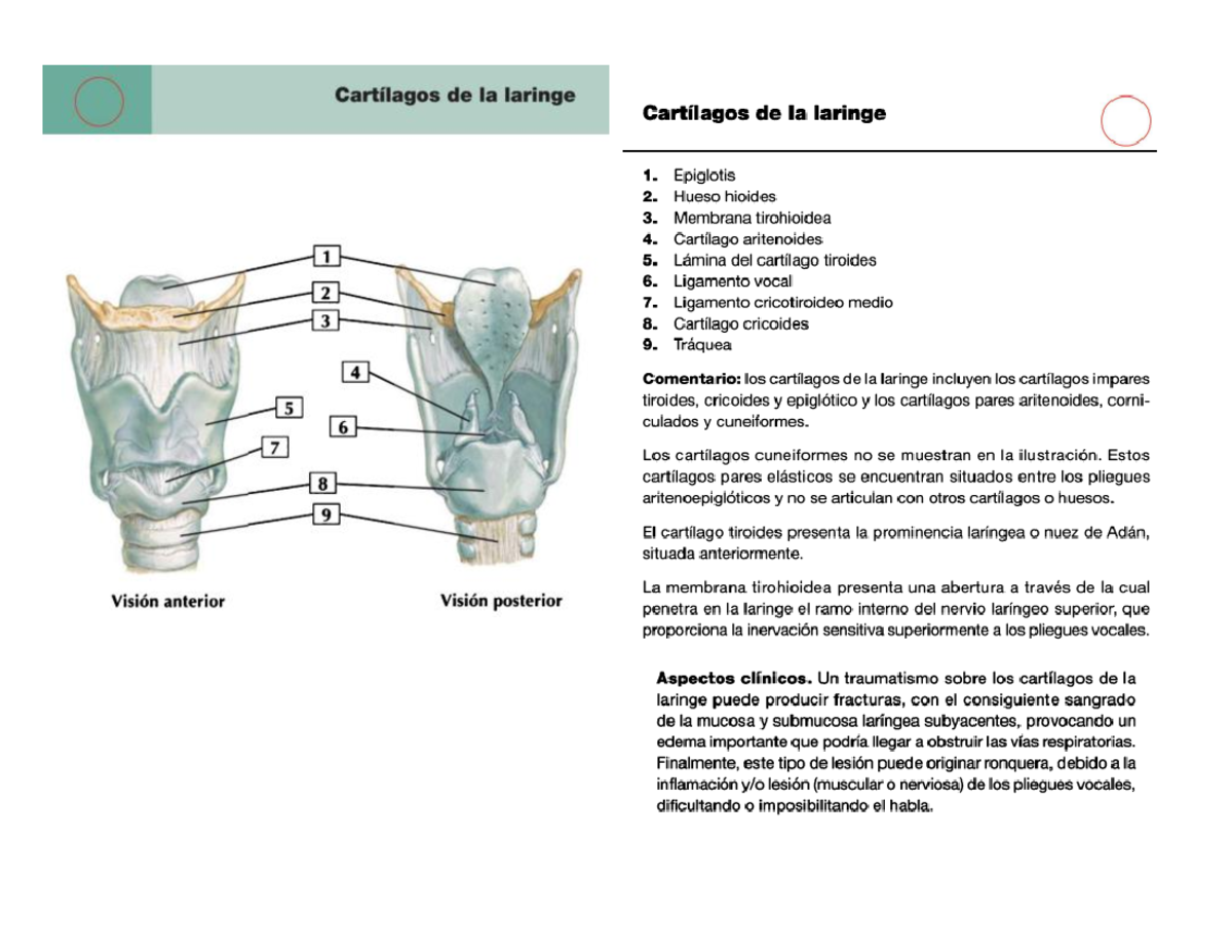 Netter Anatomia del Aparato respiratorio - Anatomia Humana - Studocu