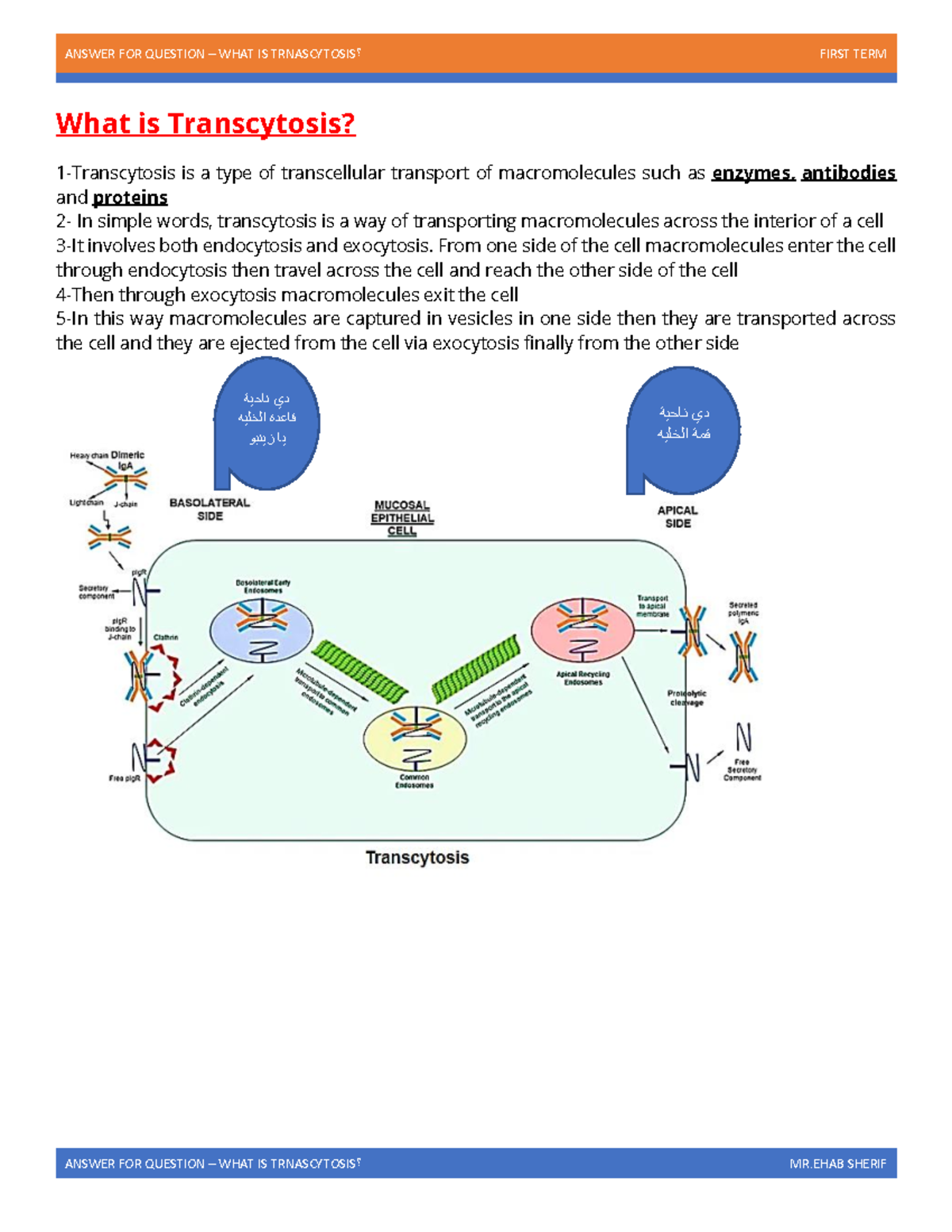 What is transcytosis - gjkj - ANSWER FOR QUESTION – WHAT IS ...