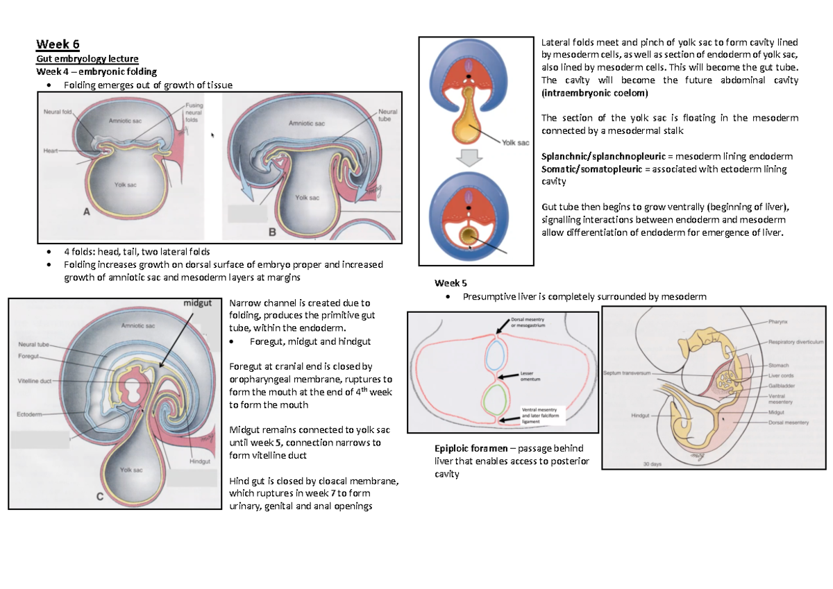 BIOM3002 Final exam notes - Week 6 Gut embryology lecture Week 4 ...