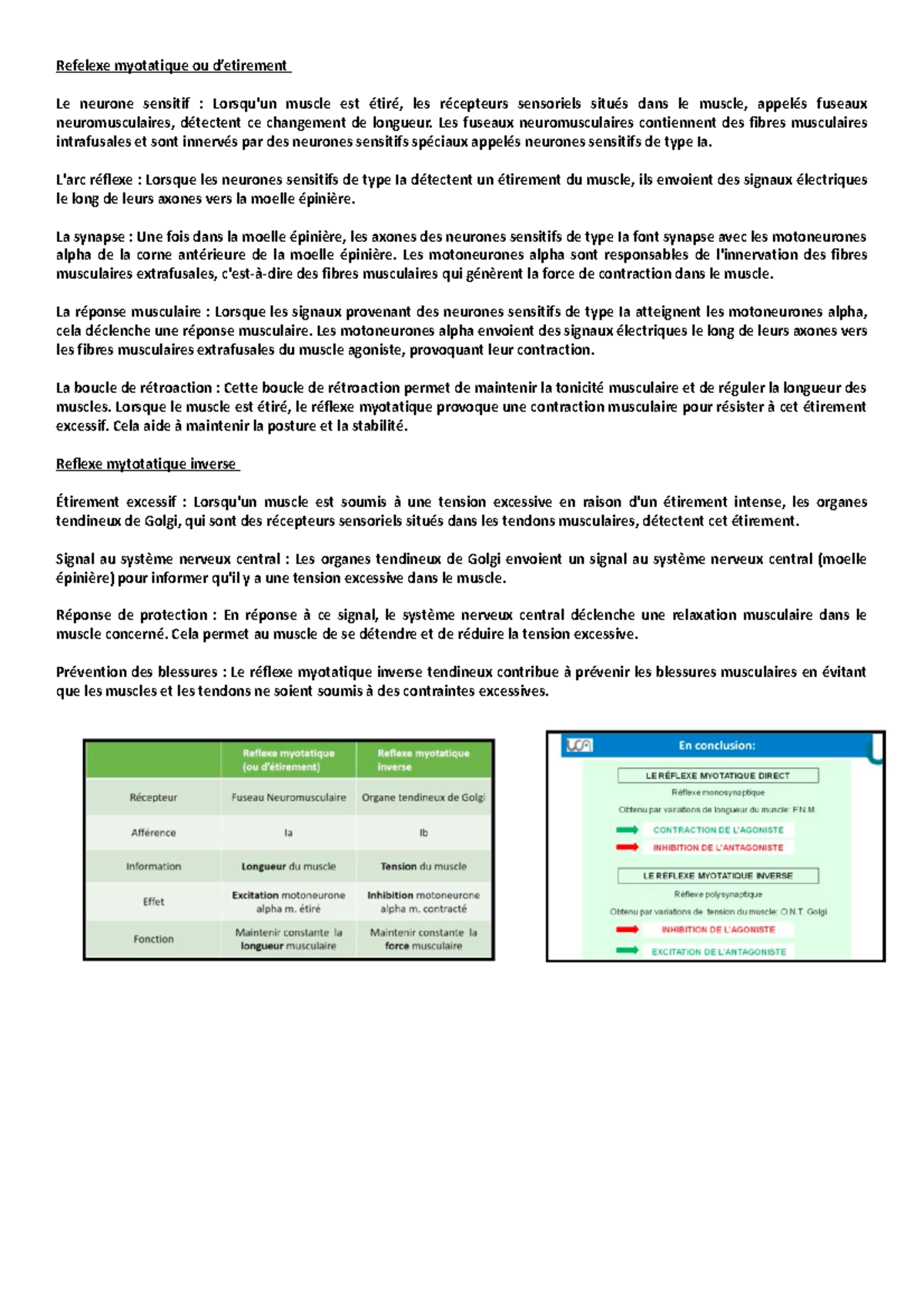 Refelexe myotatique - Les fuseaux neuromusculaires contiennent des ...