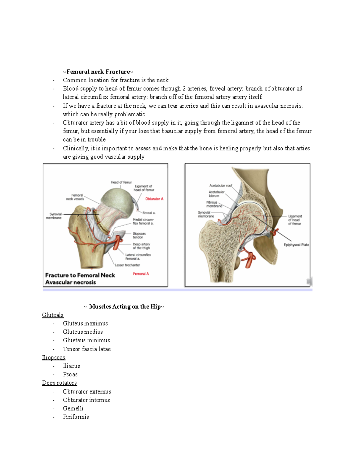 Anatomy Femoral neck Fracture - Femoral neck Fracture Common location ...