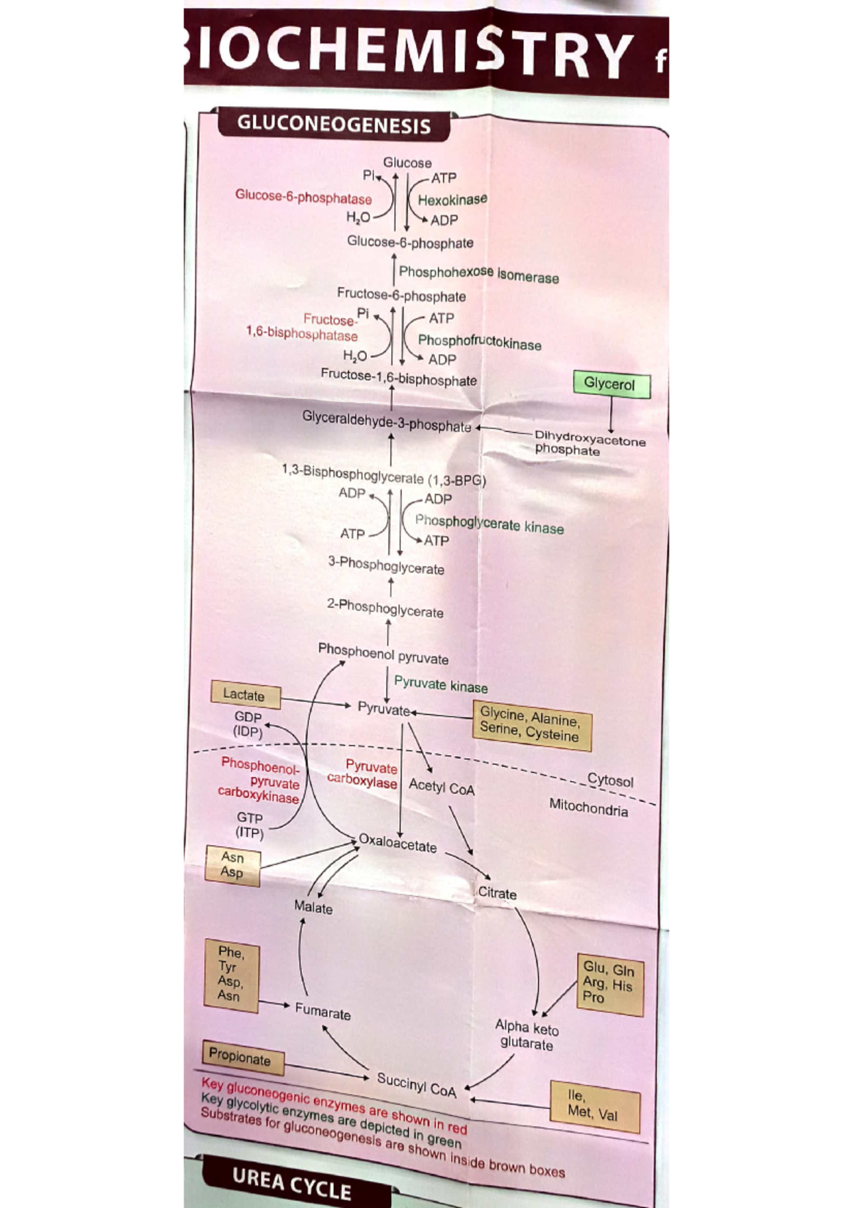 Biochem cycles - IOCHEMIS t GLUCONEOGENESIS Glucose Pi ATP Hexokinase ...