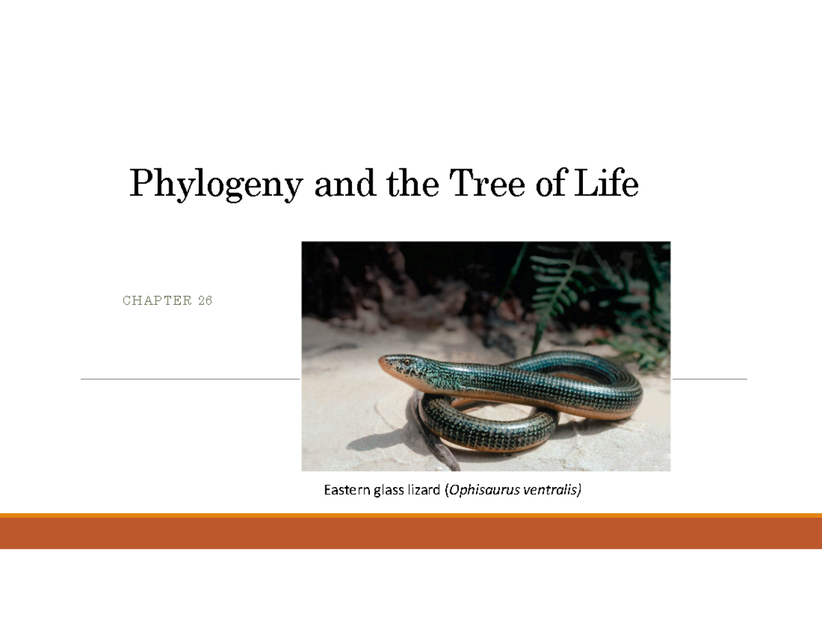 Chap 26 - biolo - Phylogeny and the Tree of Life CHAPTER 26 ...