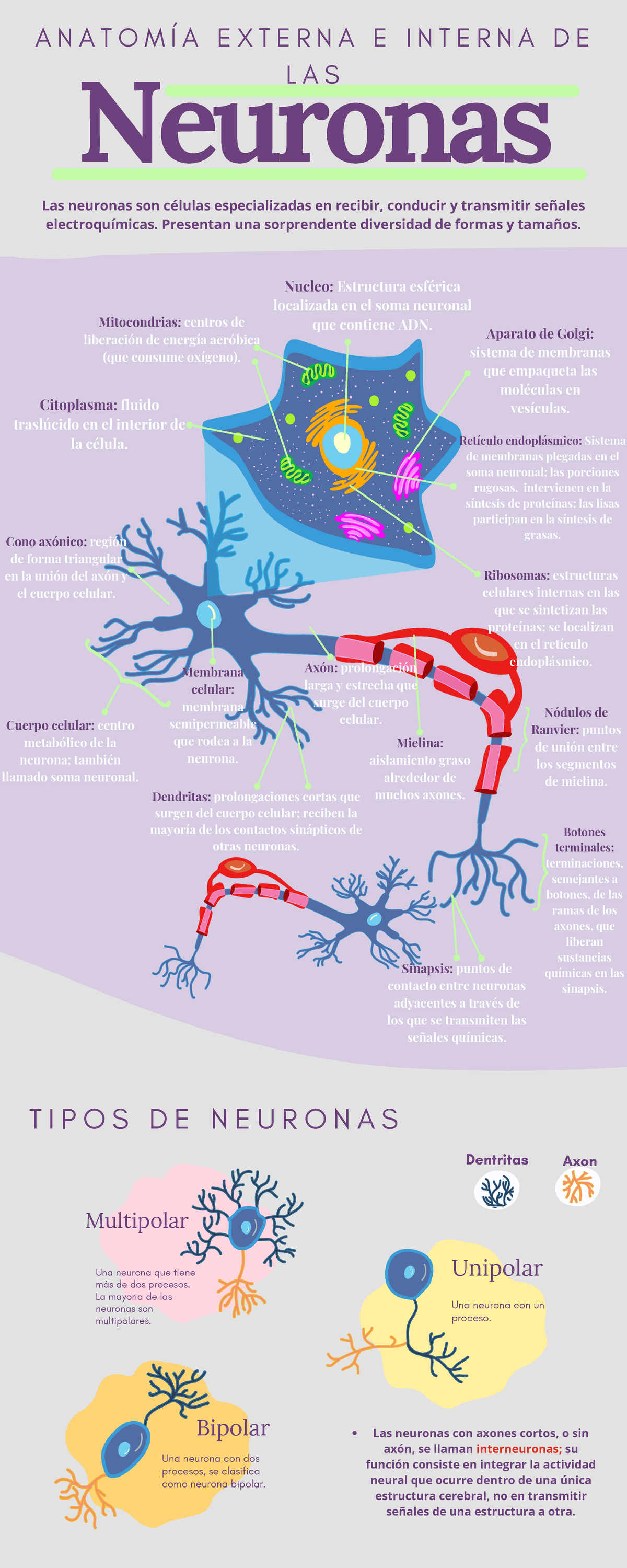 Infografia neuronas ilustrado morado - A N A T O M Í A E X T E R N A E ...