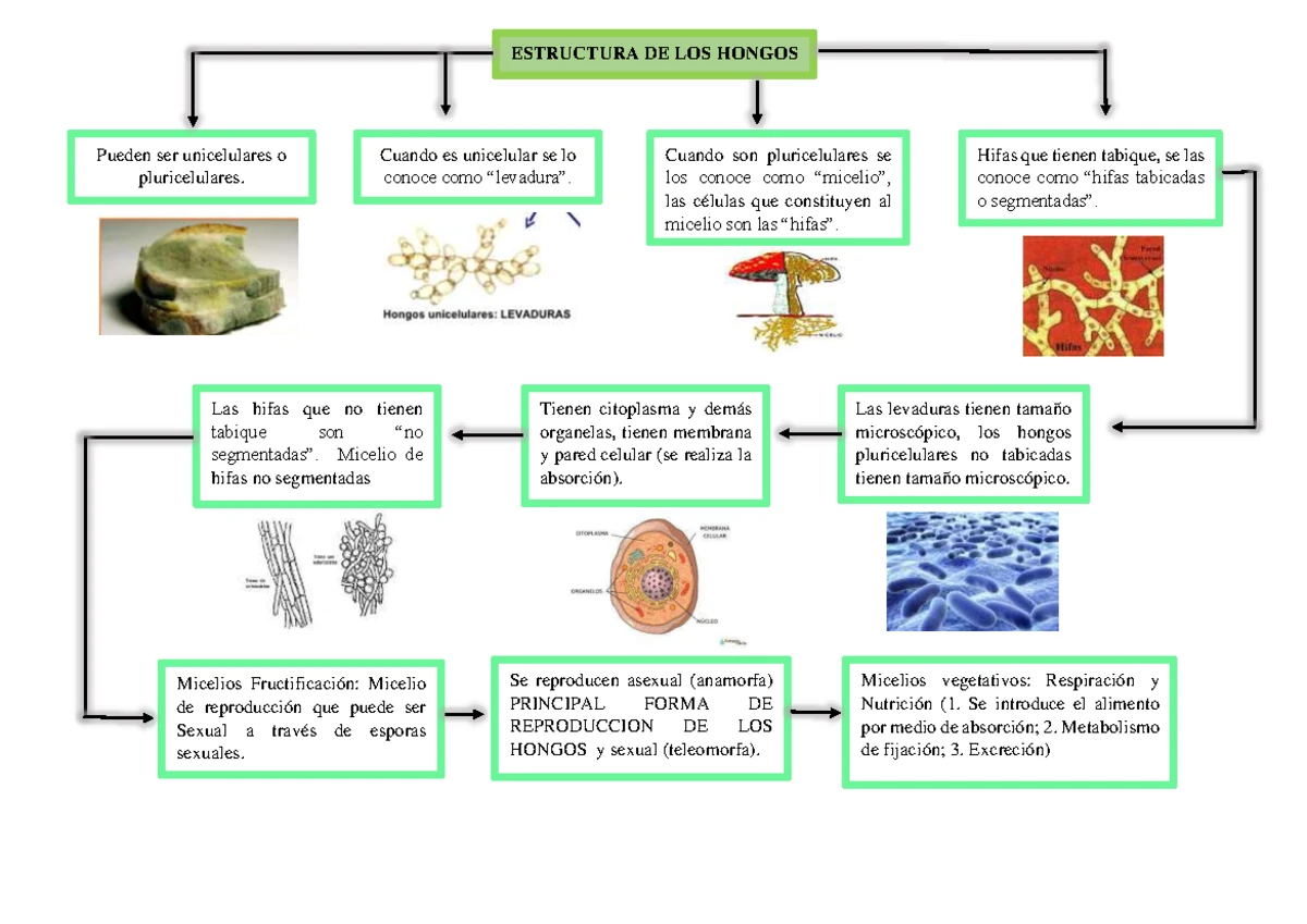 Clasificación de los Hongos - CLASIFICACIÓN DE LOS HONGOS HONGOS ...