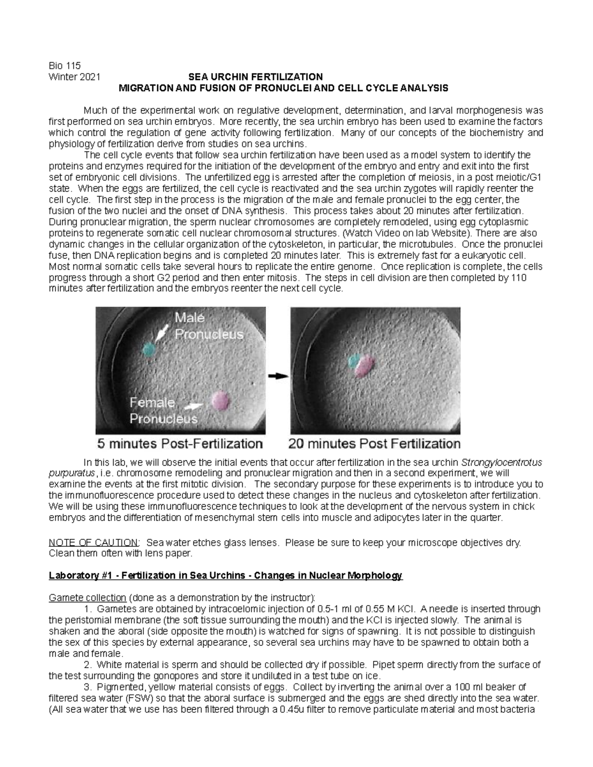 Week 2 3 - Pronuclear Migration Cell Cycle Labs W21 - Bio 115 Winter ...