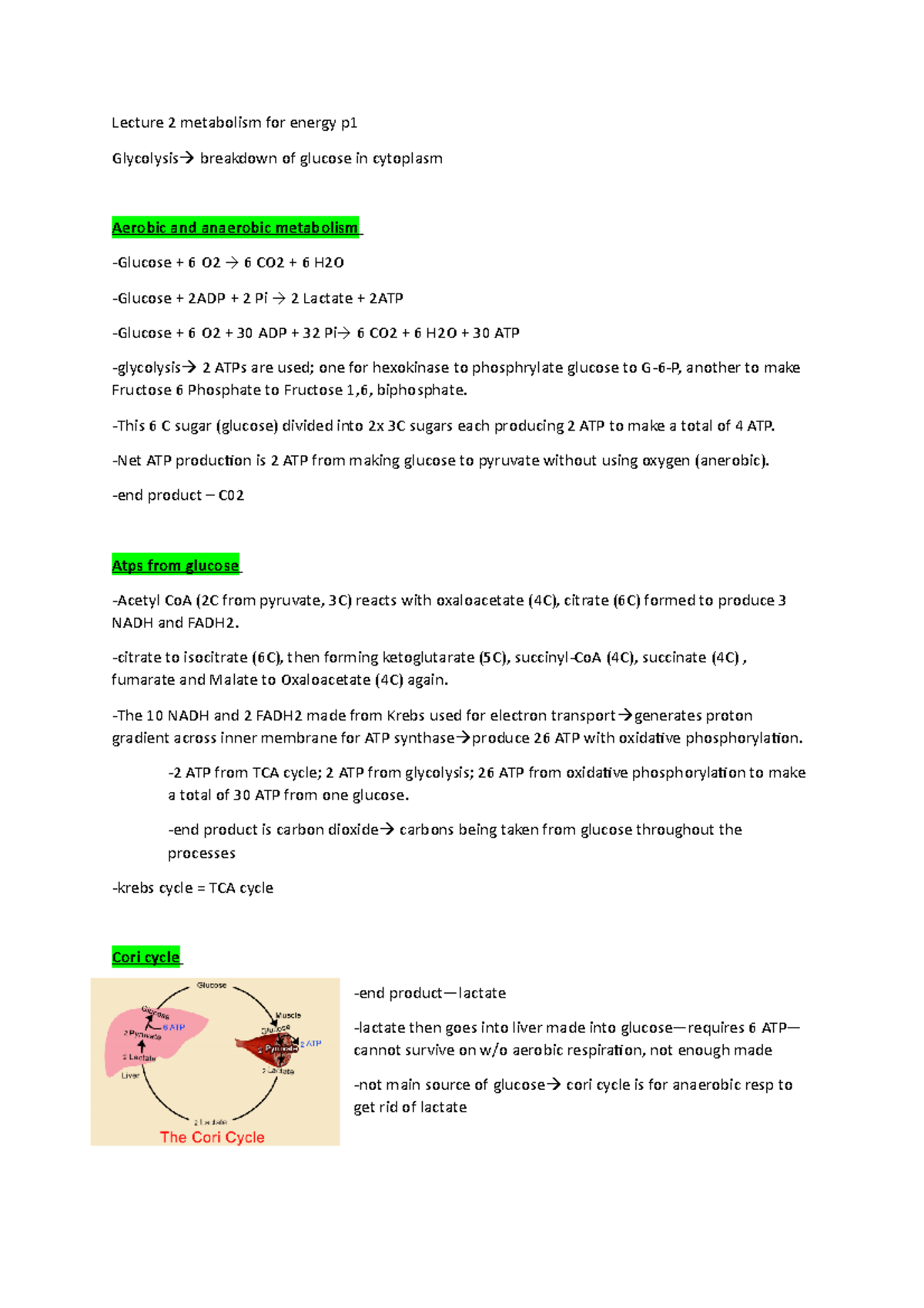 Lecture 2 p1 metabolism for energy -This 6 C sugar (glucose) divided ...