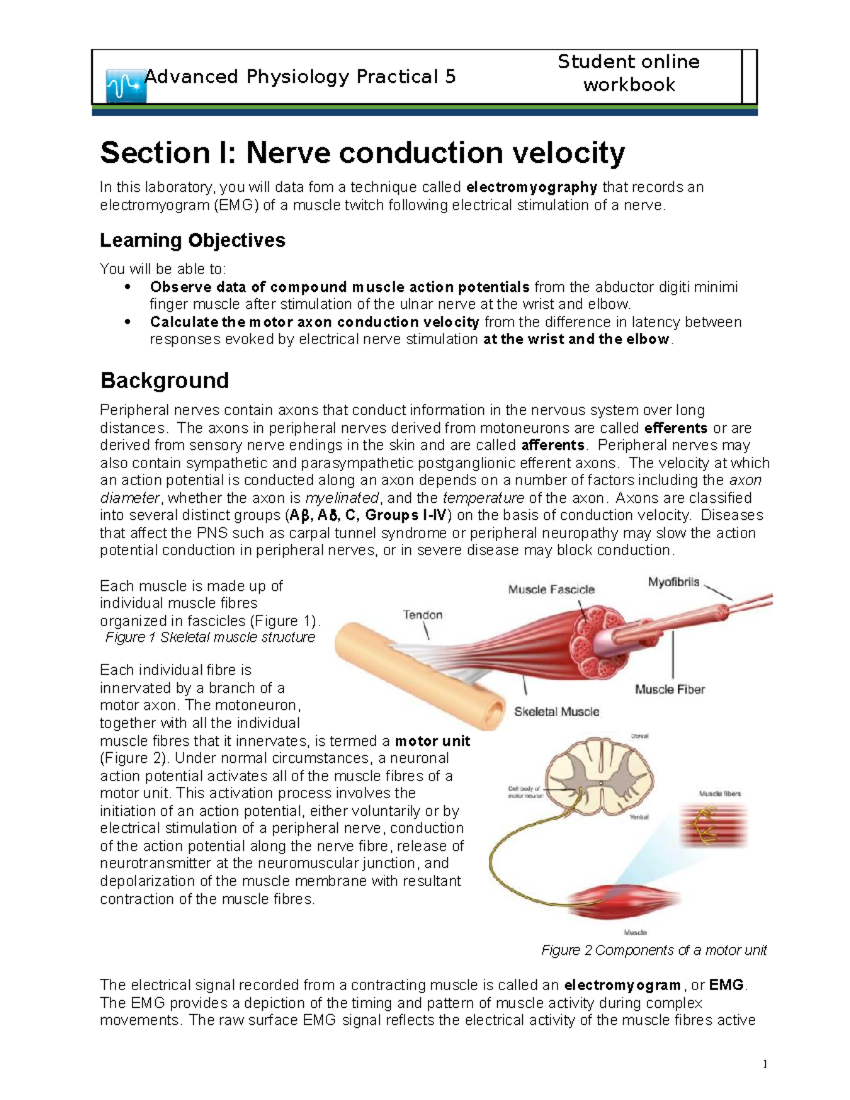 Advanced Physiol Prac 5 Refelxes EMGs student online version - Advanced ...