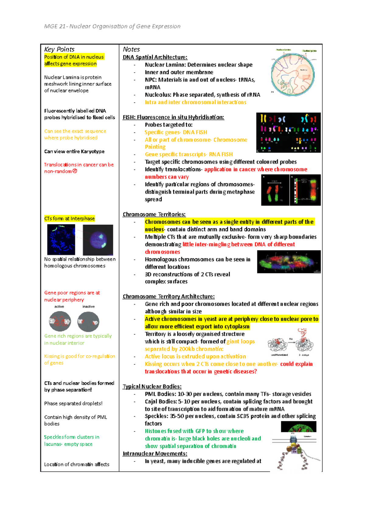 Nuclear Organisation of Gene Expression - Can have very sharp ...