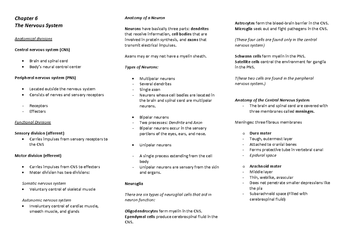 Anaphy-Physio - anaphysio - Chapter 6 The Nervous System Anatomical ...