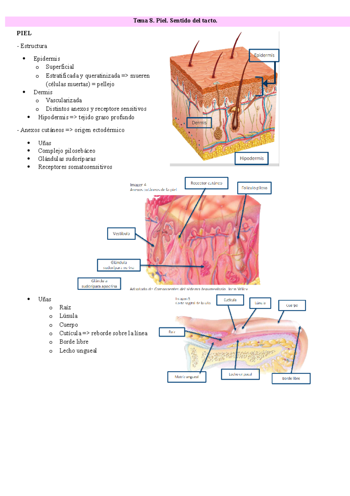 Tema 8 Anatomía resumido - Tema 8. Piel. Sentido del tacto. PIEL ...