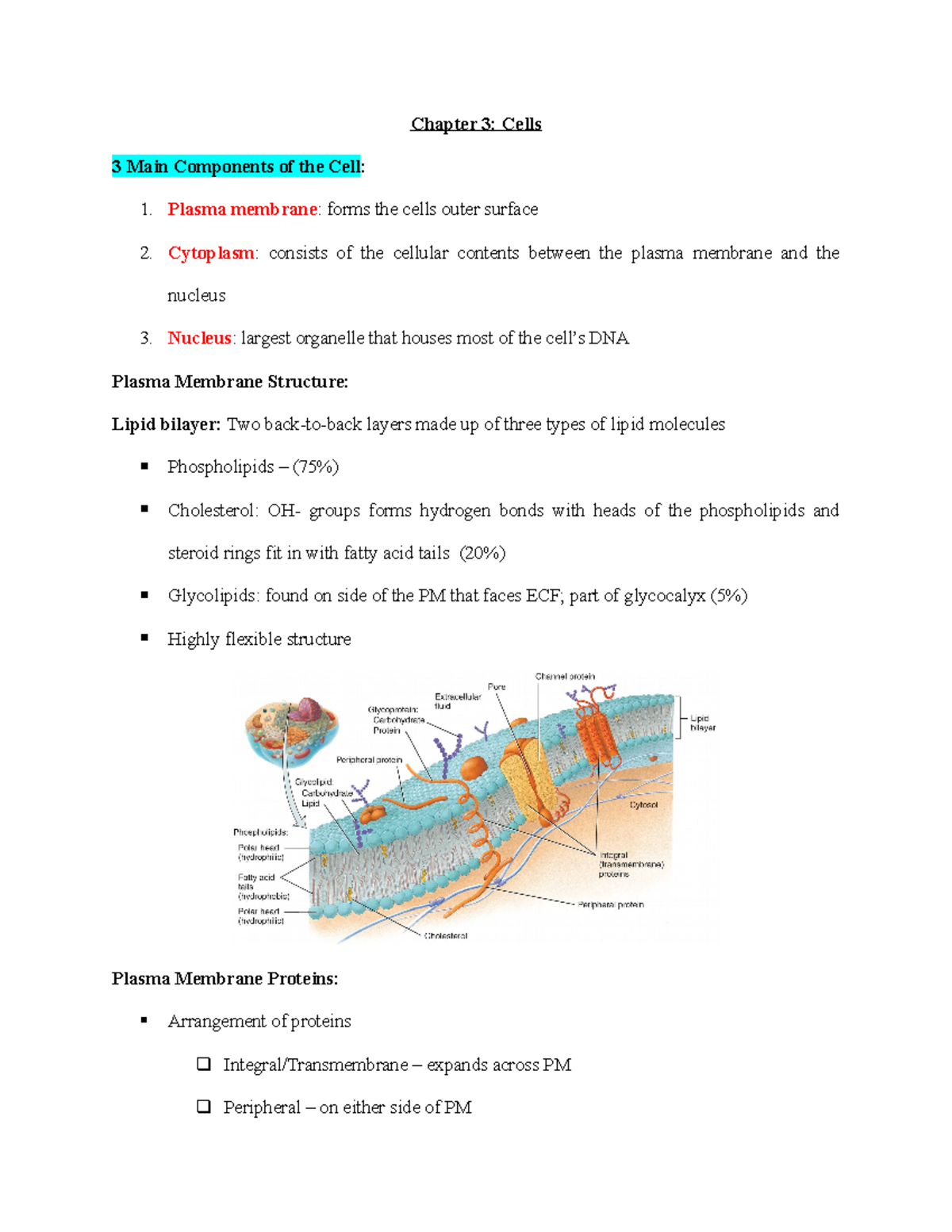 Chapter 3 - Lecture notes 3 - Chapter 3: Cells 3 Main Components of the ...
