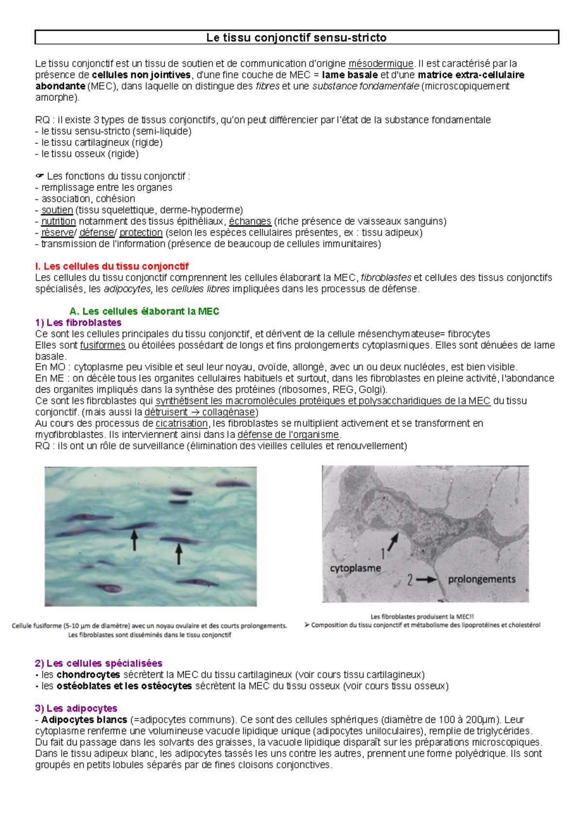 Tissu Conjonctif Sensu Stricto ठ⃚ Le Tissu Conjonctif Est Un Tissu De
