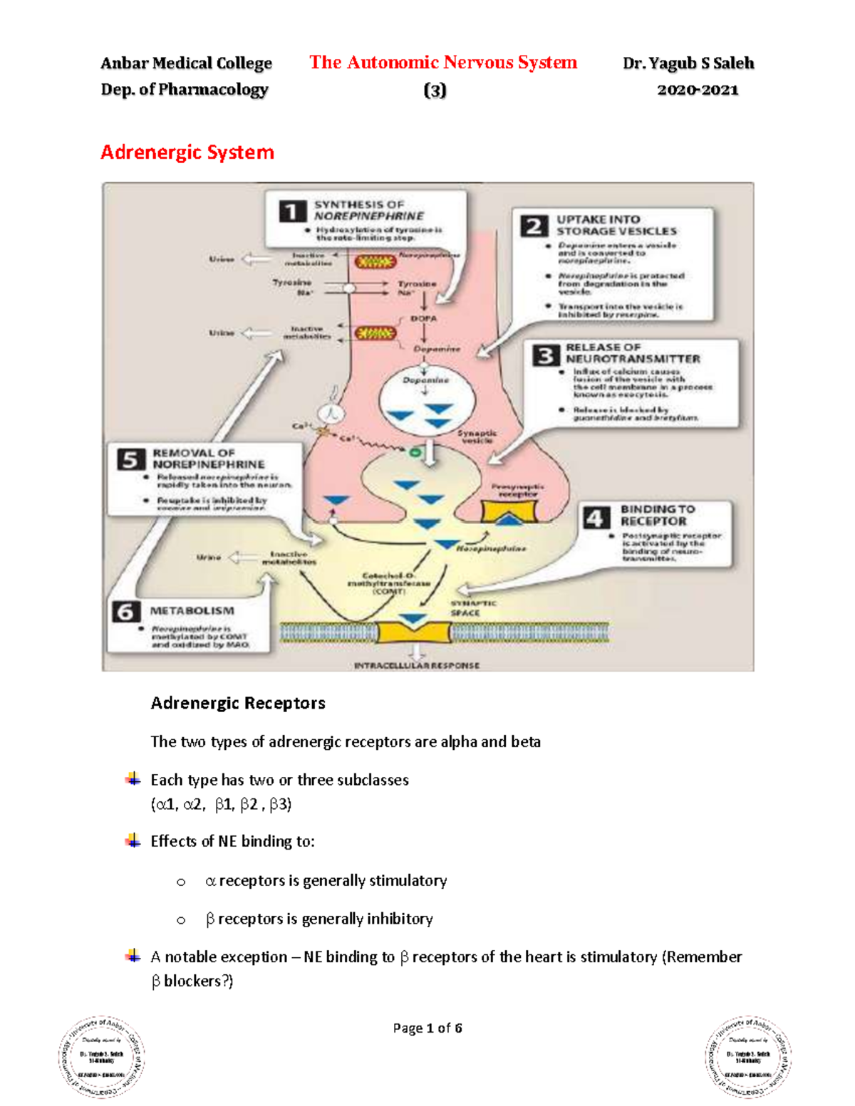 Adrenergic System - Dep. of Pharmacology (3) 2020 - 2021 Adrenergic ...