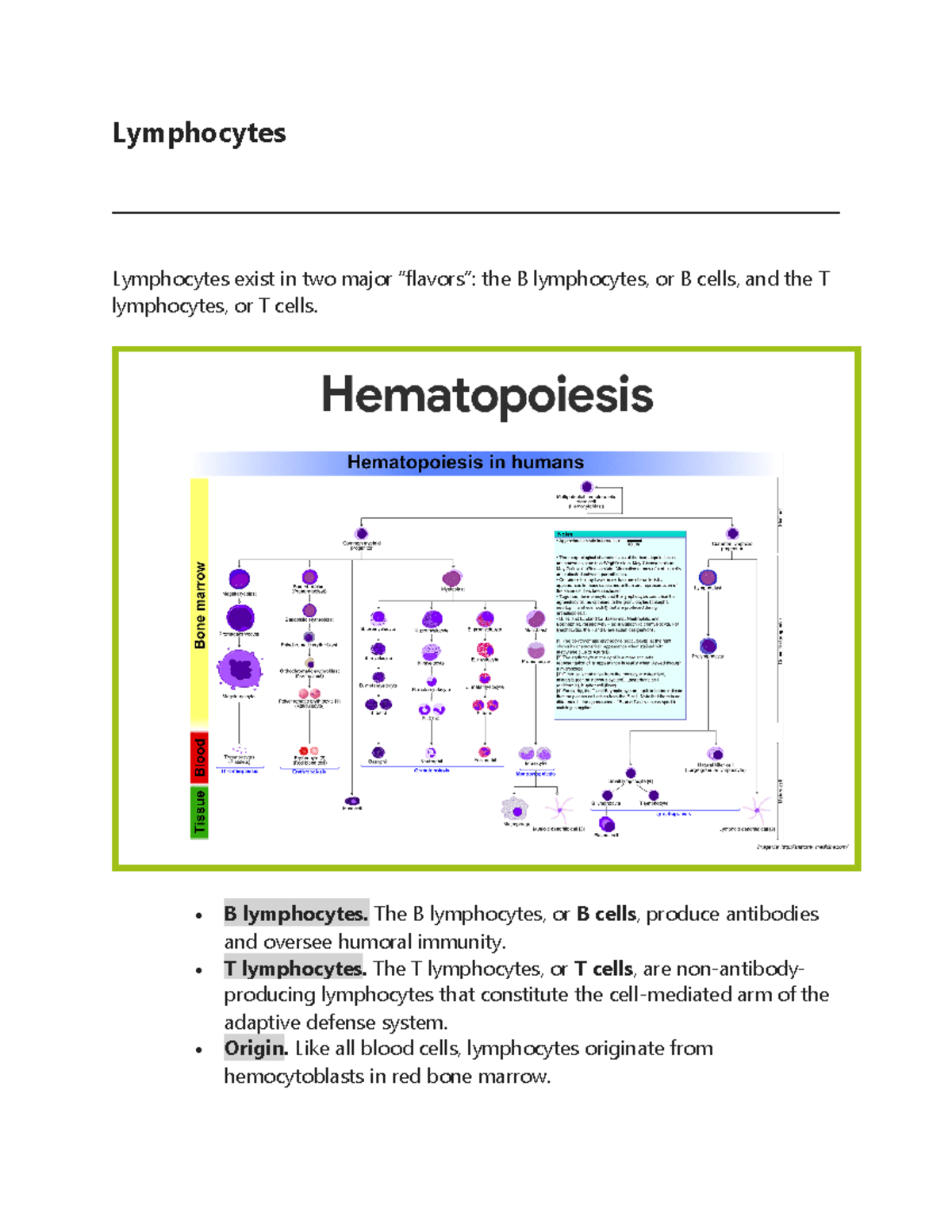 Lymphocytes - Lymphocytes Lymphocytes exist in two major “flavors”: the ...