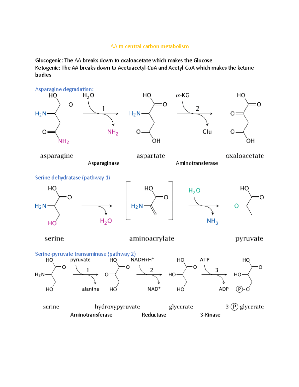 AA to central carbon metabolism and degradation of Leucine - AA to ...