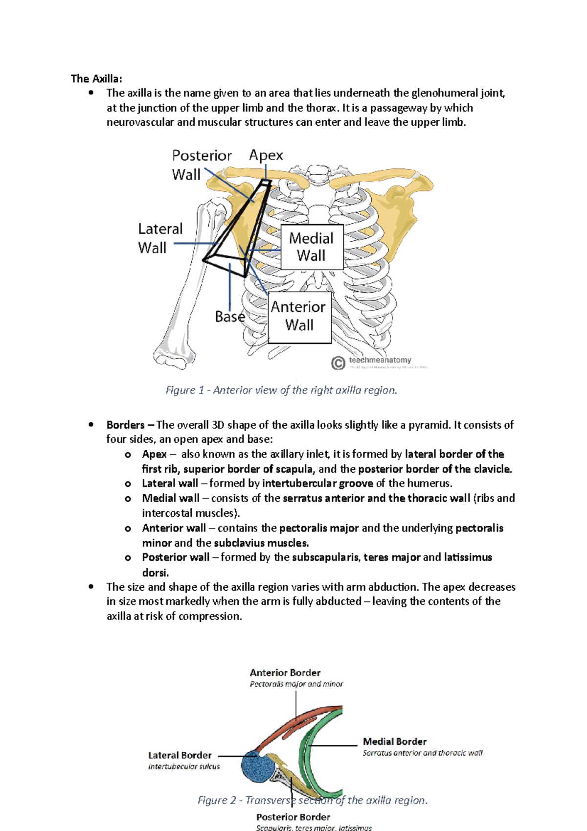 The Axilla - The Axilla: The axilla is the name given to an area that ...