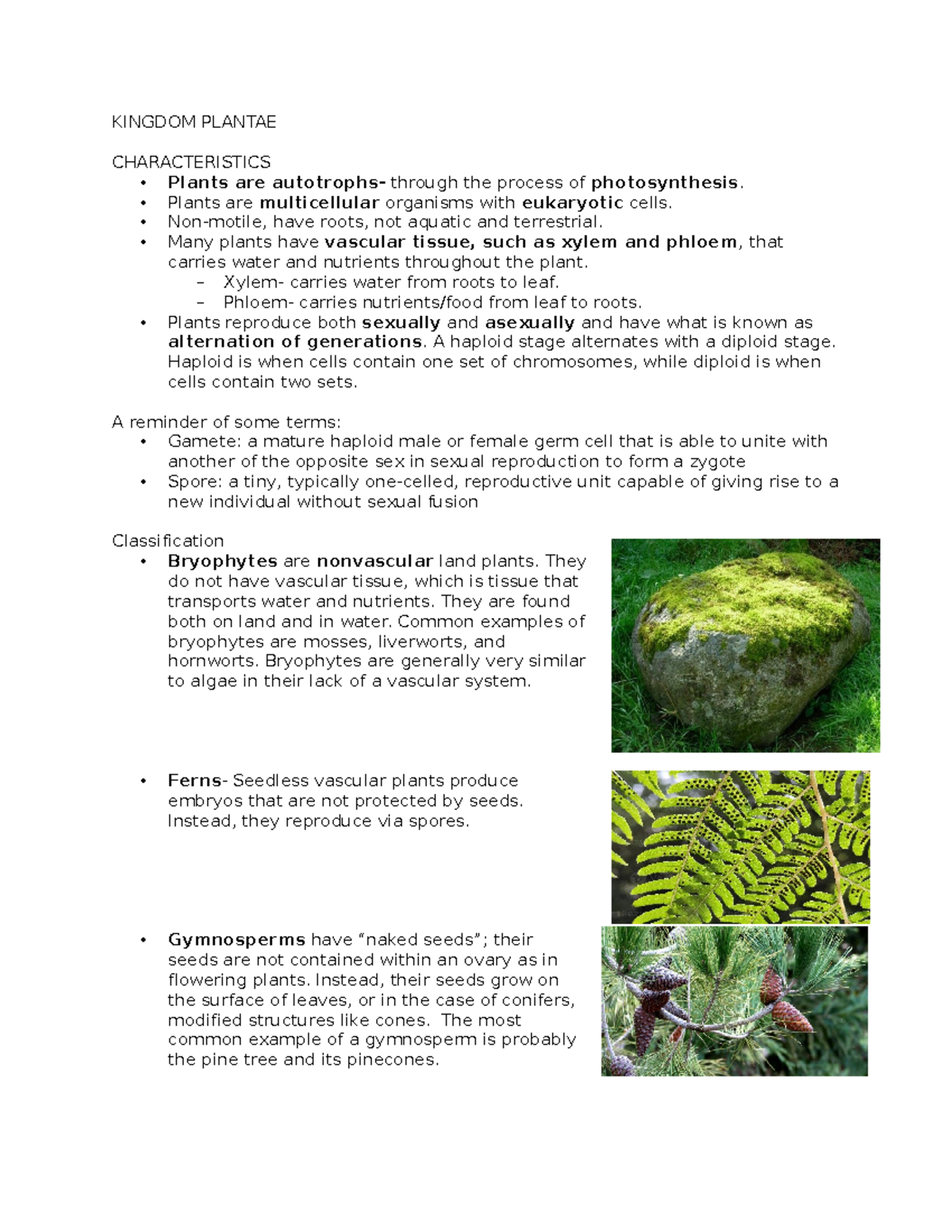 Kingdom- Plantae - gyhjgjhgjhju - KINGDOM PLANTAE CHARACTERISTICS ...