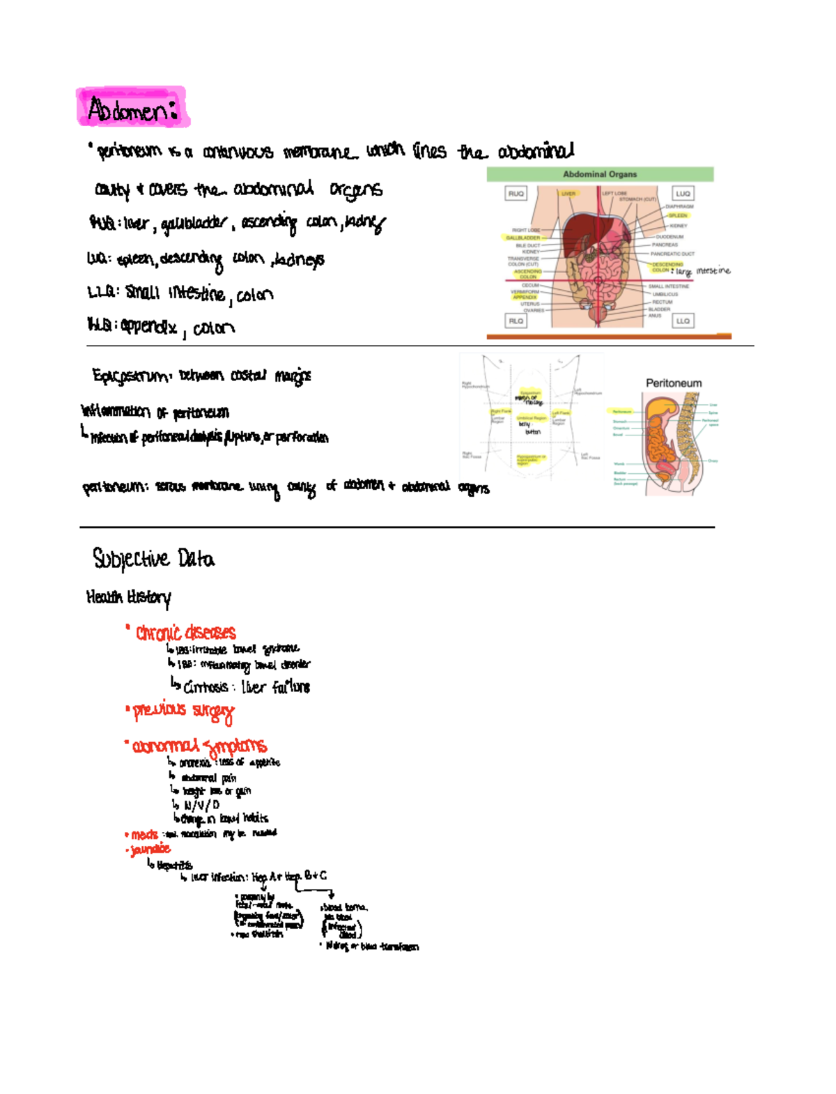 Abdomen and Respiratory Assessment Notes - Abdomen peritoneum is a ...