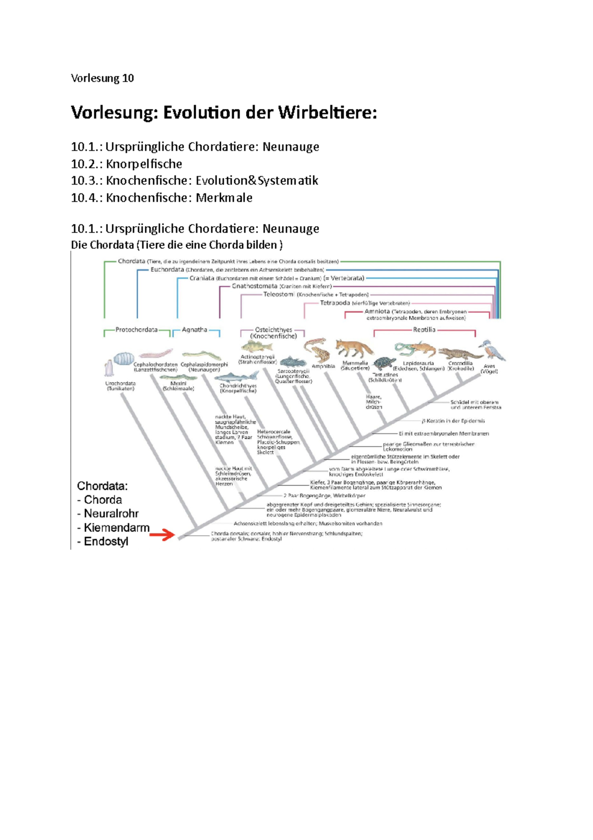 Vorlesung 10 Zusammenfassung datei - Vorlesung 10 Vorlesung: Evolution der Wirbeltiere: 10 ...