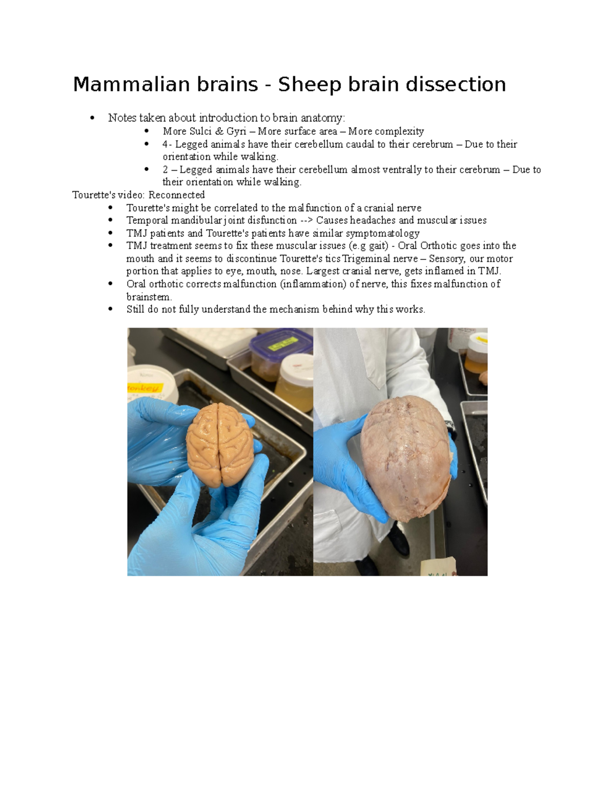 Week 1 - Neurobiology Lab - Mammalian brains - Sheep brain dissection ...