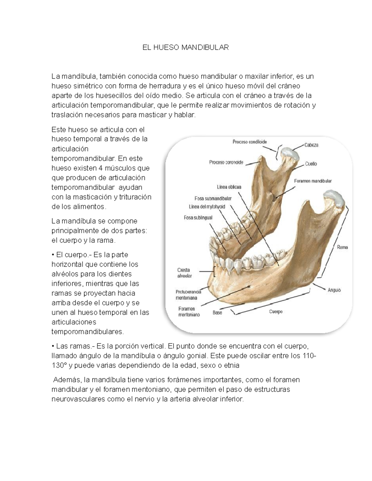 Documento (2) - EL HUESO MANDIBULAR La mandíbula, también conocida como ...