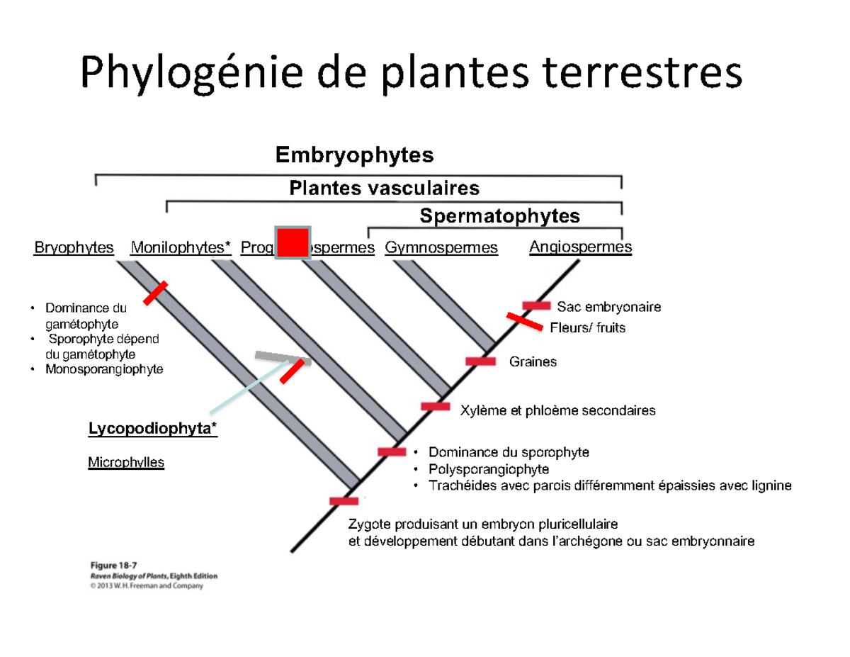 Cours 20 Angiospermes Partie A 2021 - Phylogénie de plantes terrestres ...