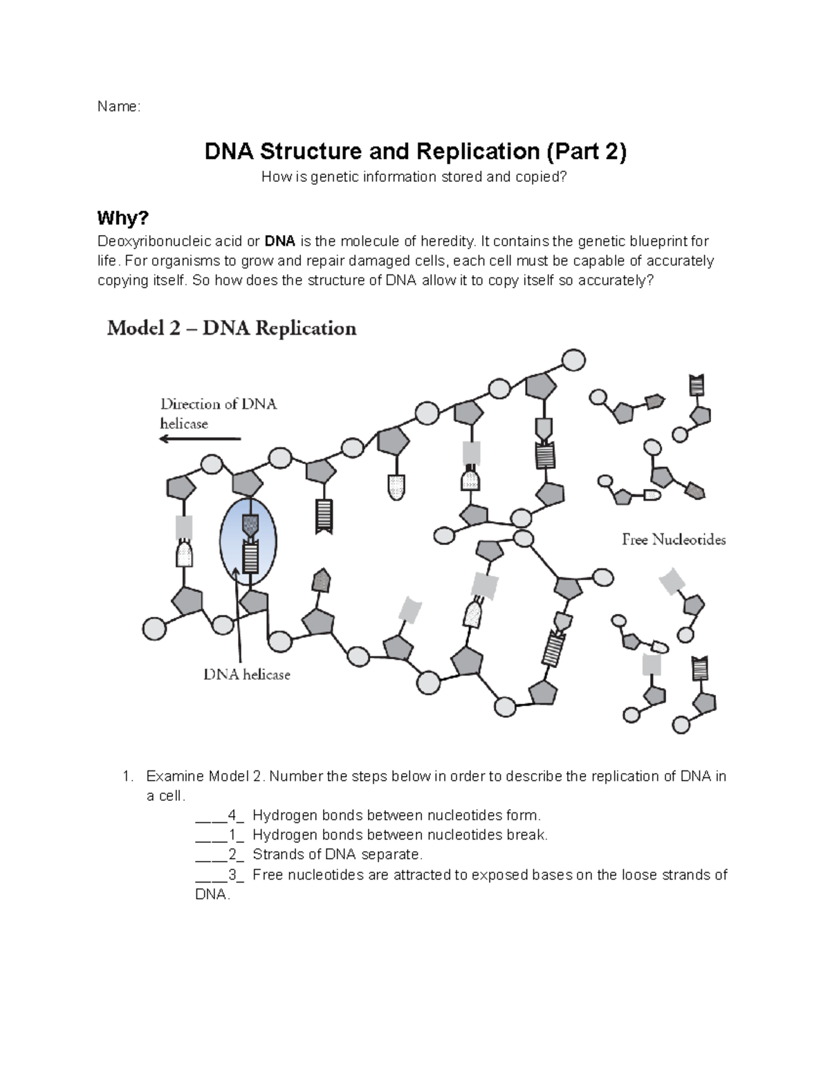 Yovoni Vera Padilla - DNA Structure and Replication Worksheet (Part 2 ...